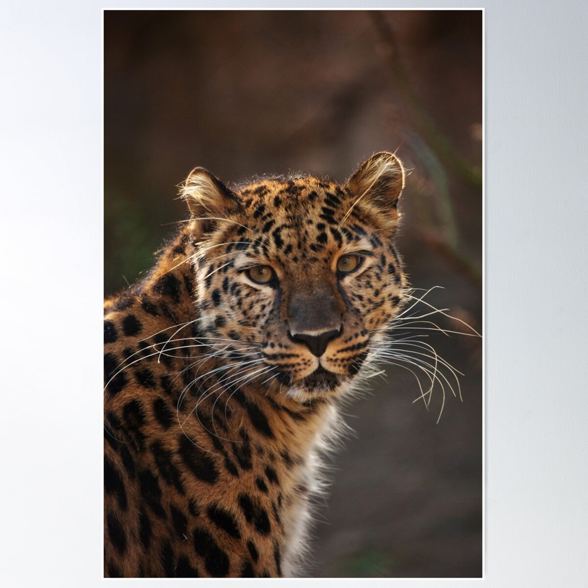 Cats Beauty The Amur Leopard Poster Wall Art, Modern Wall Decor For ...