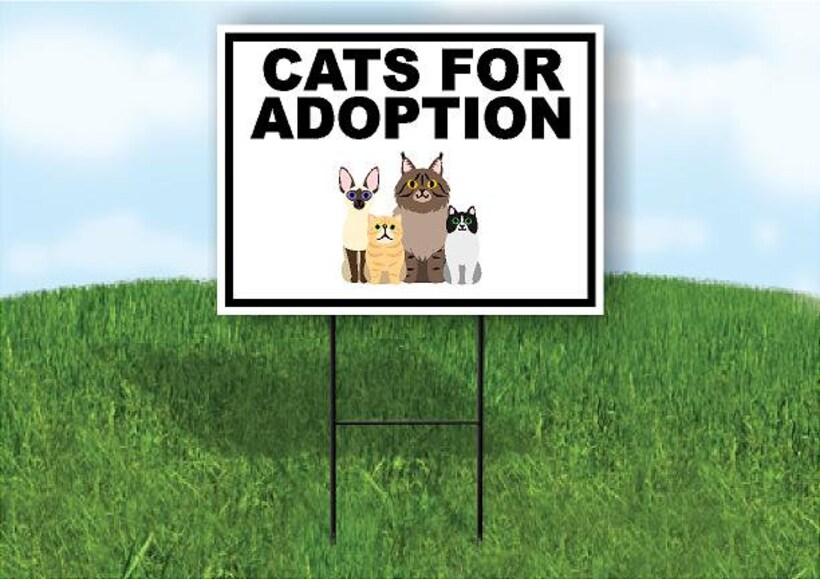 Cats For Adoption With Picture And Border Yard Sign Road Sign ...