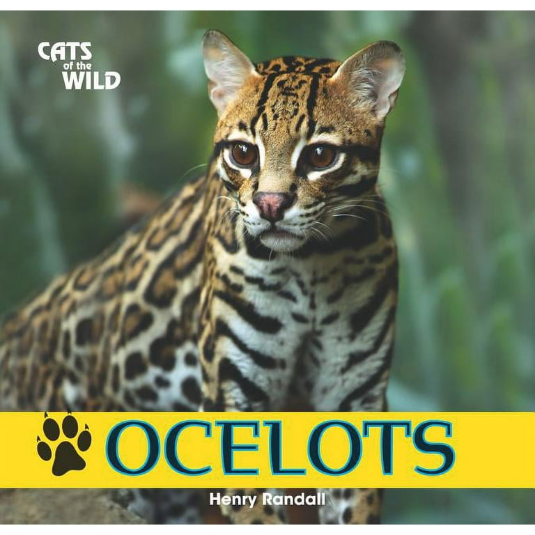 Full Grown Ocelot Size