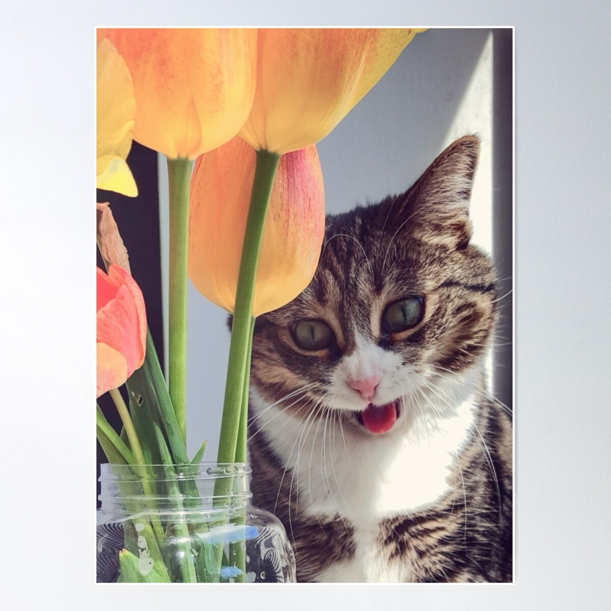 Cattitude: Stuck In A Purrfectly Silly Moment Poster Wall Art, Modern ...