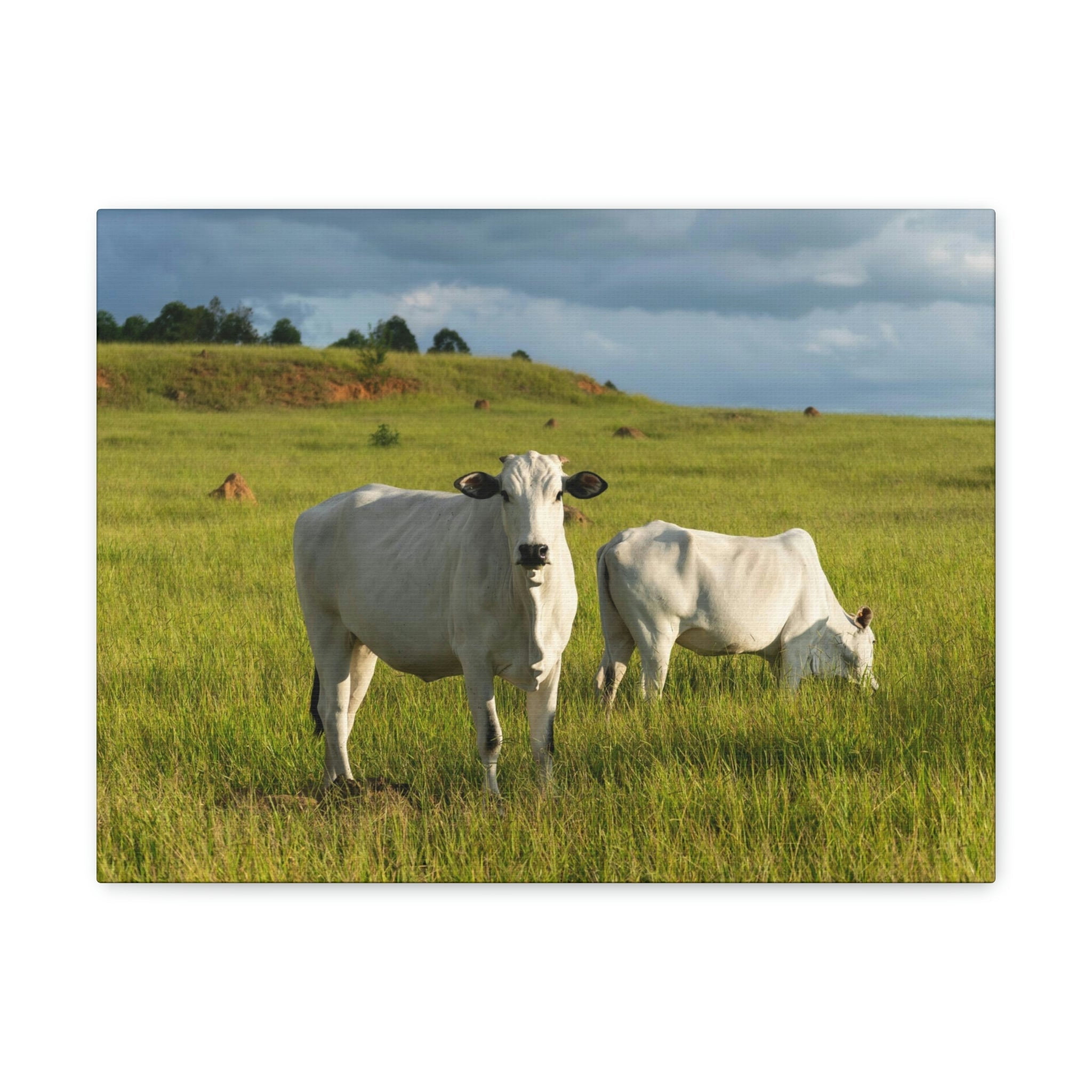 Cattle Couple Cattle Troop Print Animal Wall Art Wildlife Canvas Prints ...