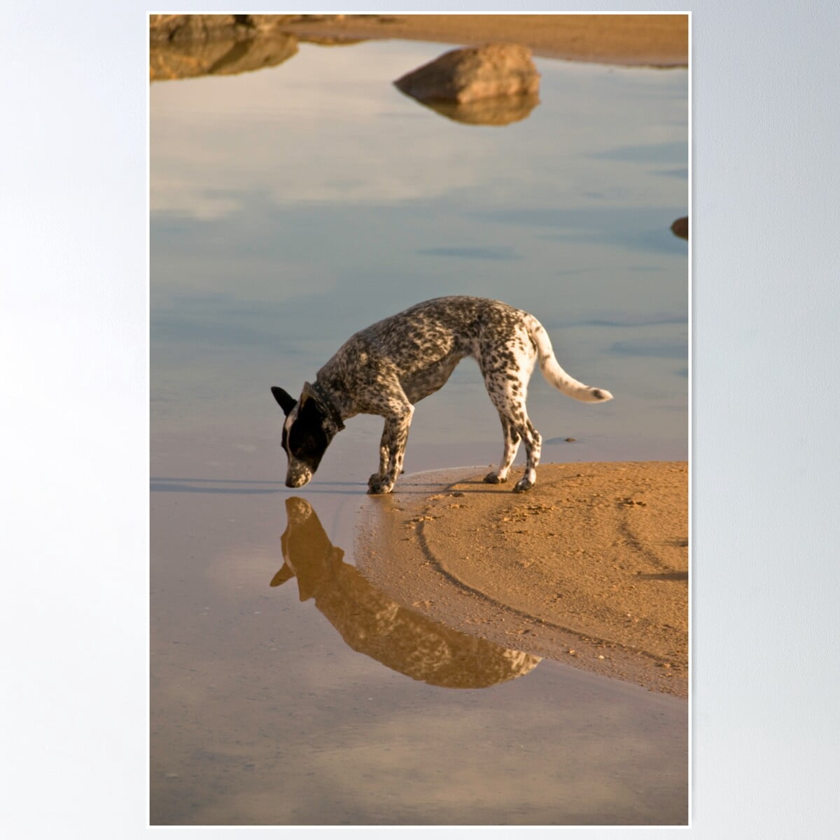 Cattle Dog And Reflection - South Australia Poster Wall Art Modern Wall ...