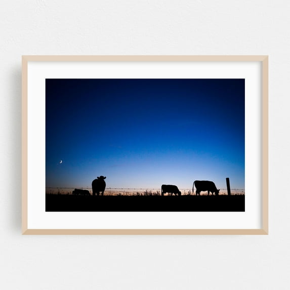 Cattle at Dusk Under a Crescent Moon - Calgary Alberta Canada ...