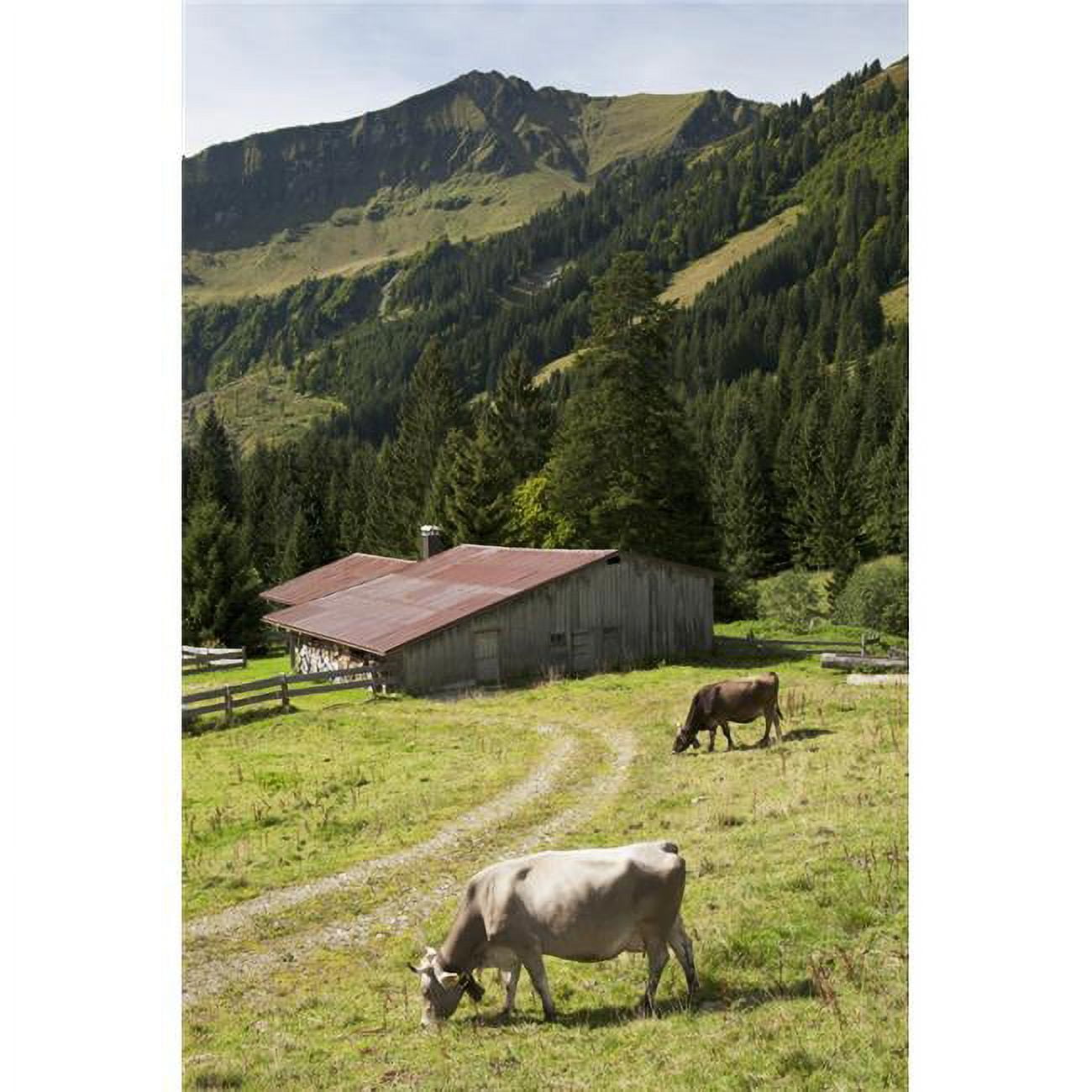 Cattle Grazing On An Alpine Meadow with A Barn & Mountains In The ...
