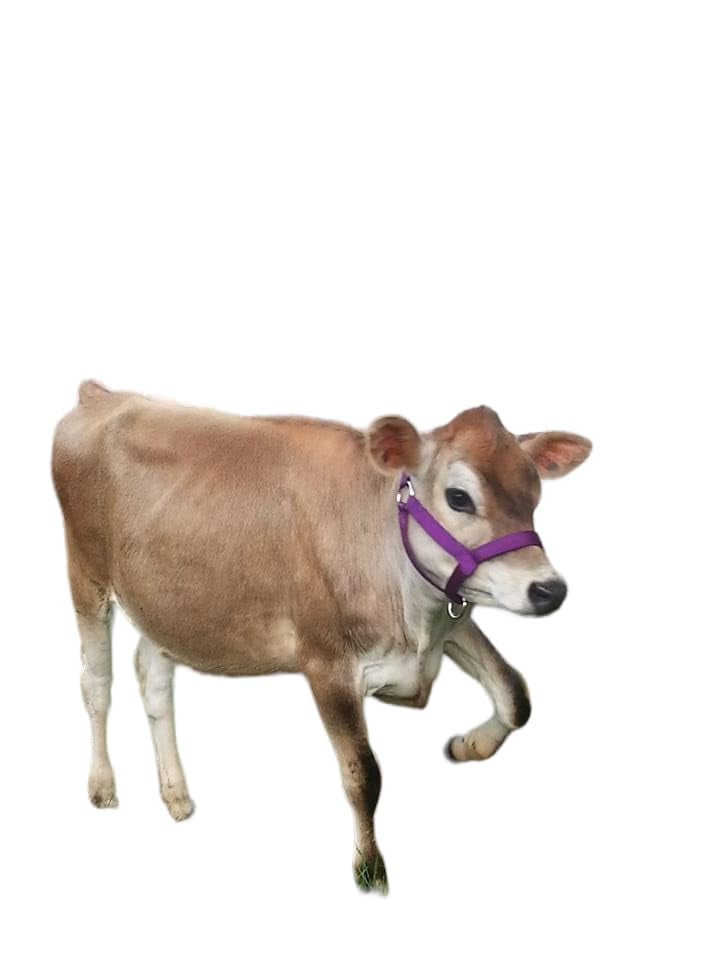 Cattle Halter Newborn Calf Yearling Cow Bull (Newborn, Red) - Walmart.com
