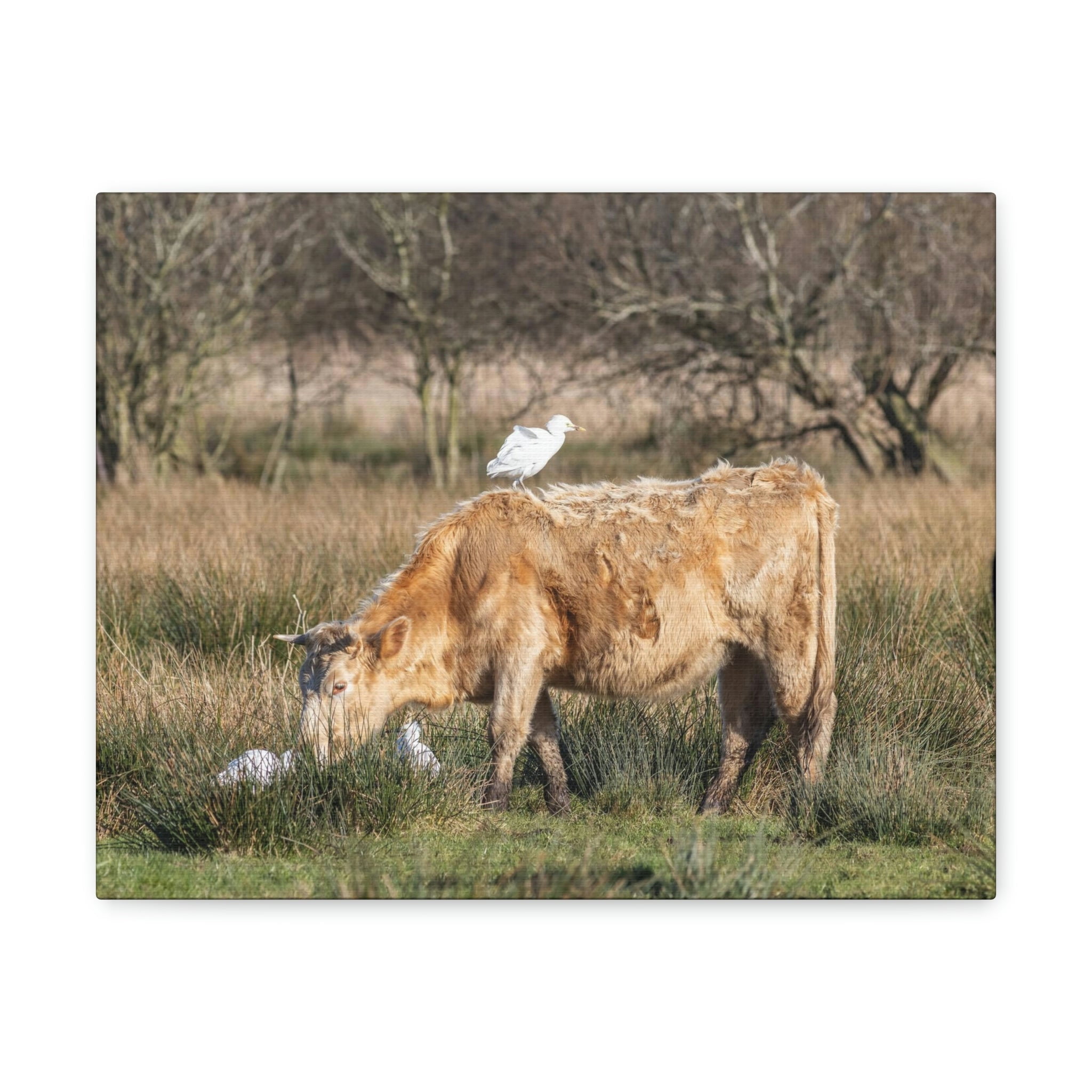 Cattle Hunting Cattle on Hunt Print Animal Wall Art Wildlife Canvas ...