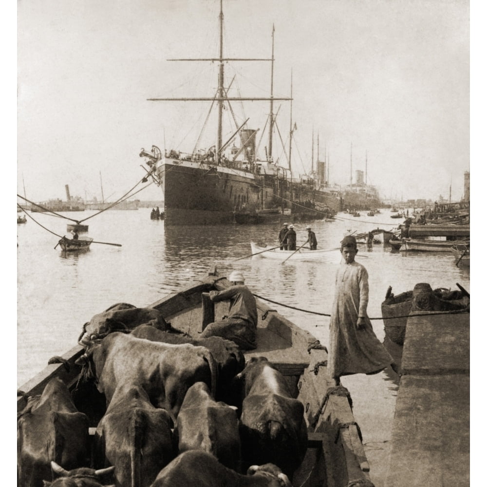 Cattle In A Small Boat Destined To Provide Beef For The Ocean Liners ...