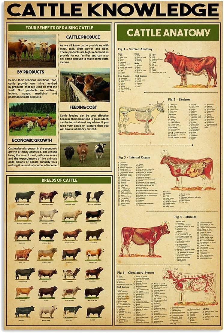 Cattle Knowledge Metal Sign Vintage Cattle Anatomy Tin Poster Farm Club ...
