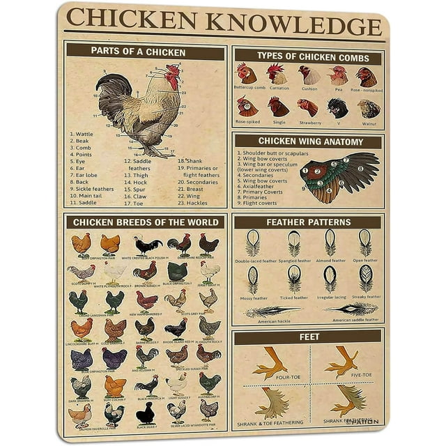 Cattle Knowledge Metal Tin Sign Breed Information Poster Animal Farm ...