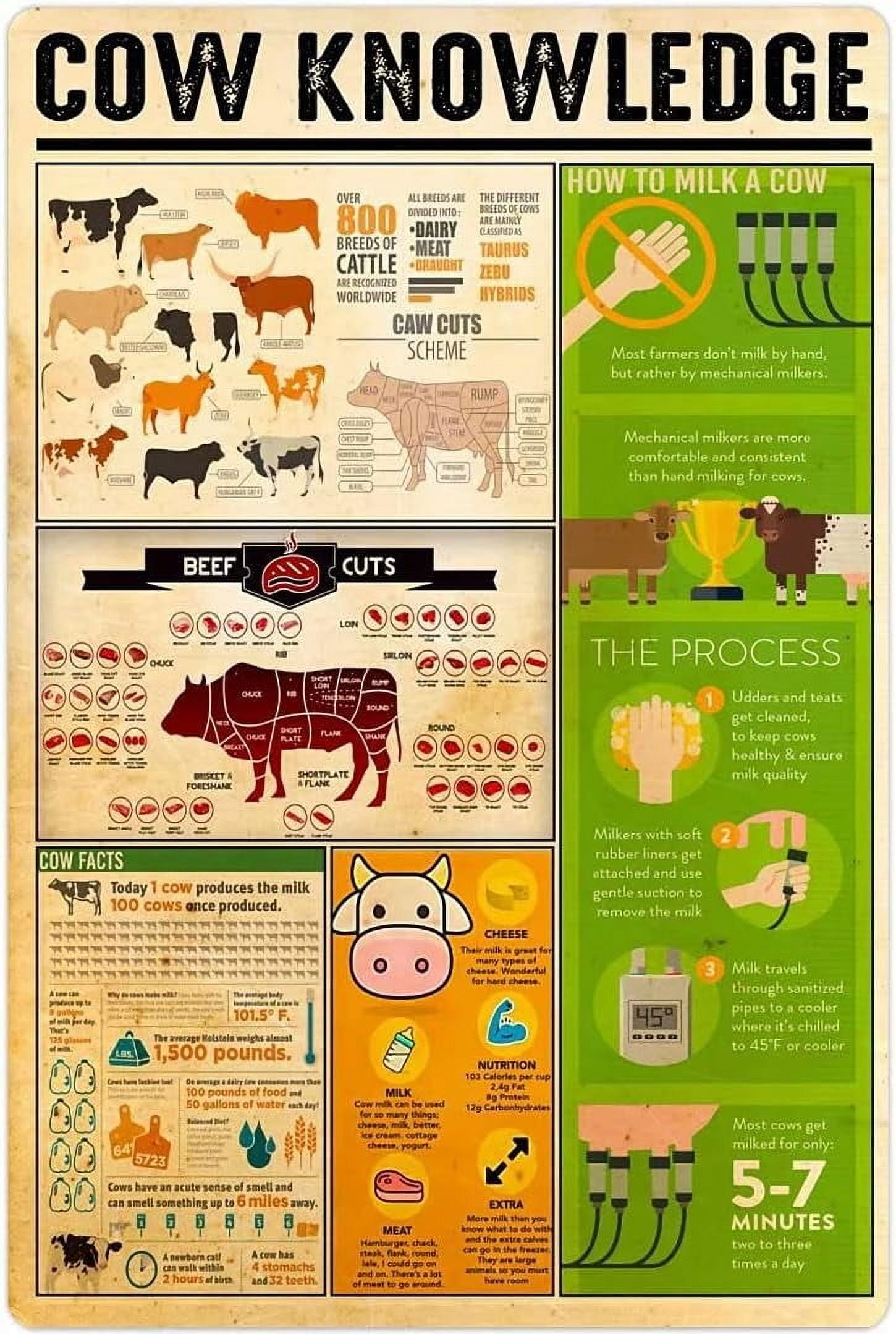 Cattle Knowledge Metal Tin Sign Breed Information Poster Animal Farm ...