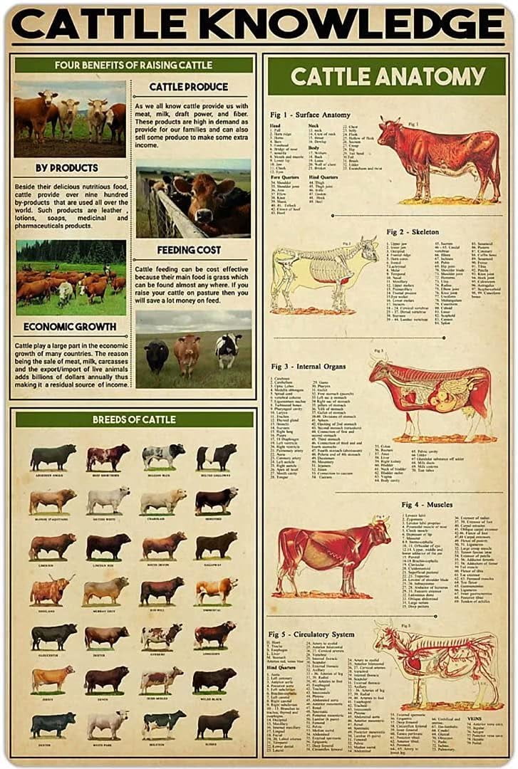 Cattle Knowledge Metal Tin Sign Breed Information Poster Animal Farm ...