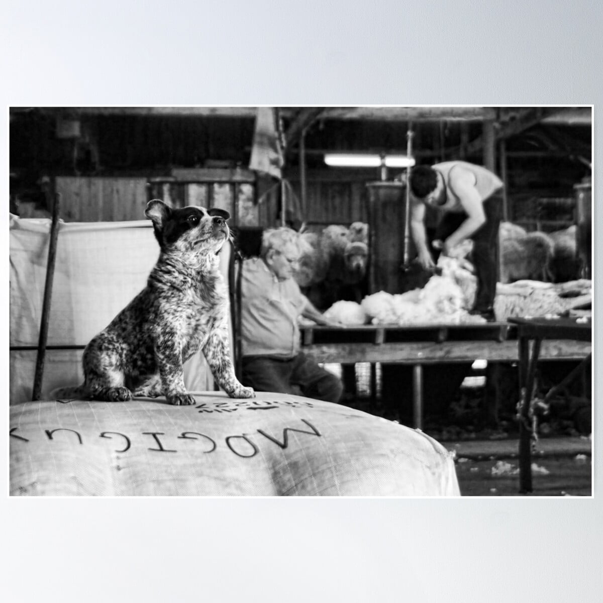 Cattle Pup... Poster Wall Art, Modern Wall Decor For Living Room ...