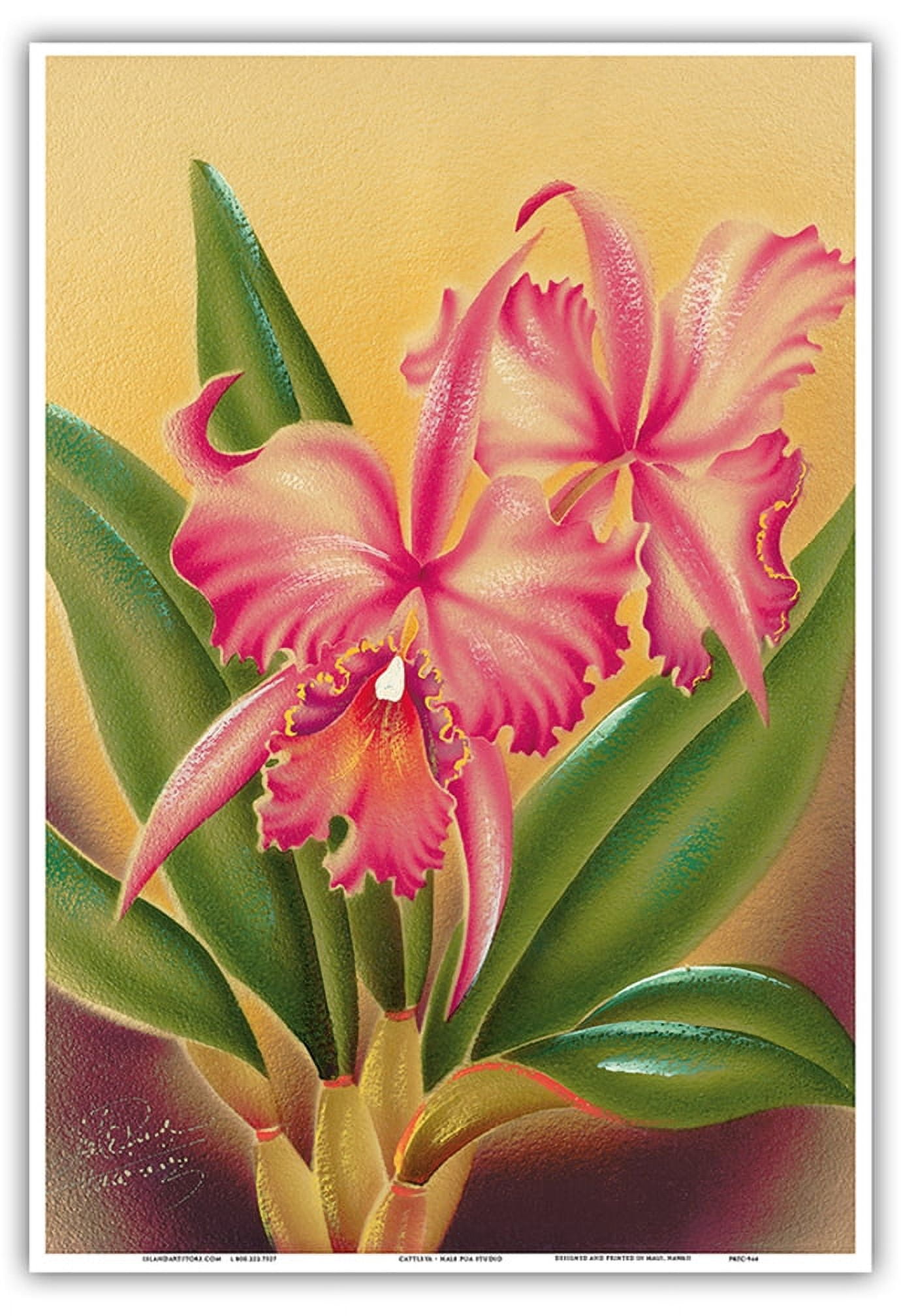 Cattleya Orchid Hawai’i - The Queen of Orchids - Vintage Hawaiian ...