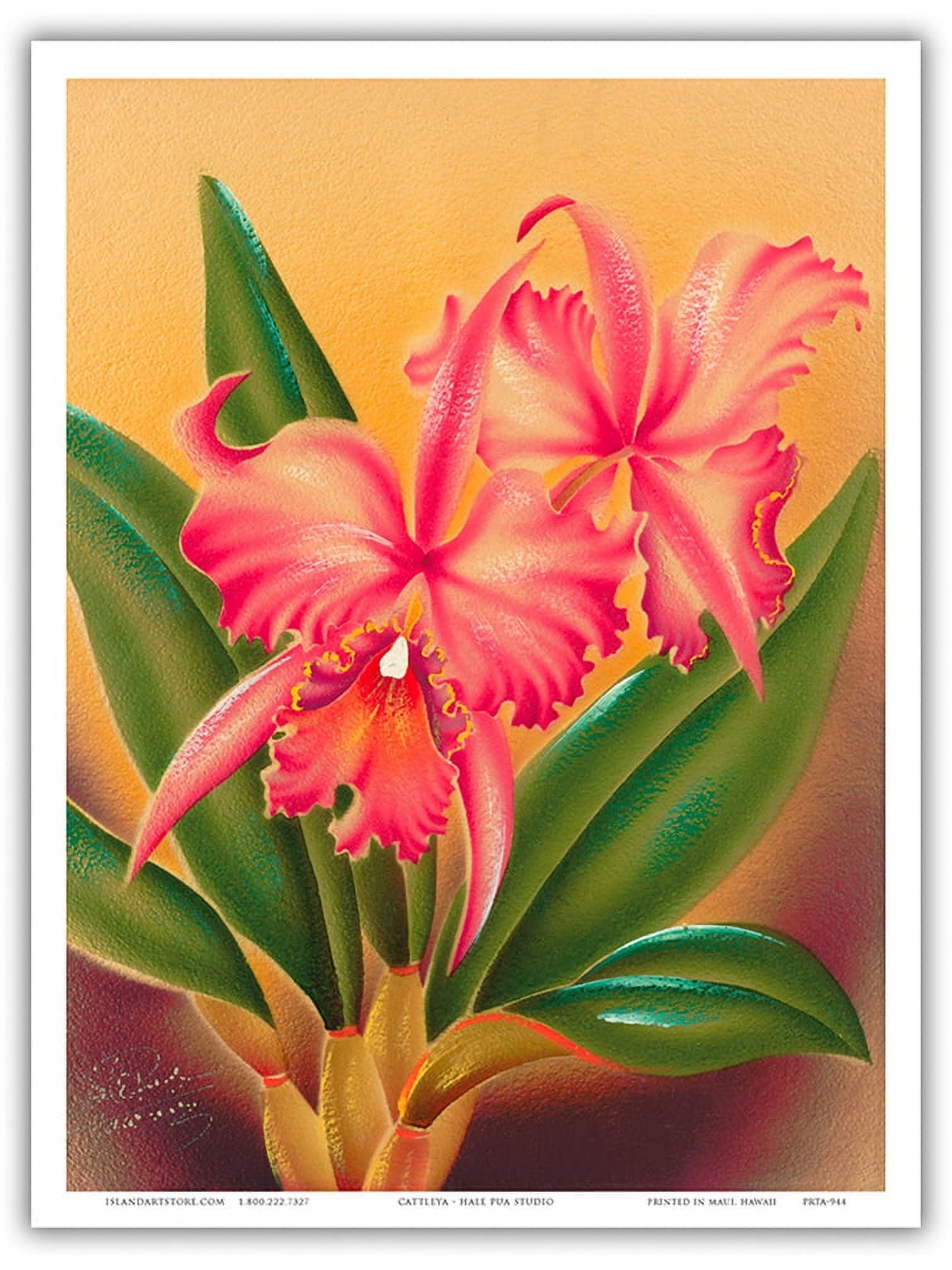 Cattleya Orchid Hawai’i - The Queen of Orchids - Vintage Hawaiian ...