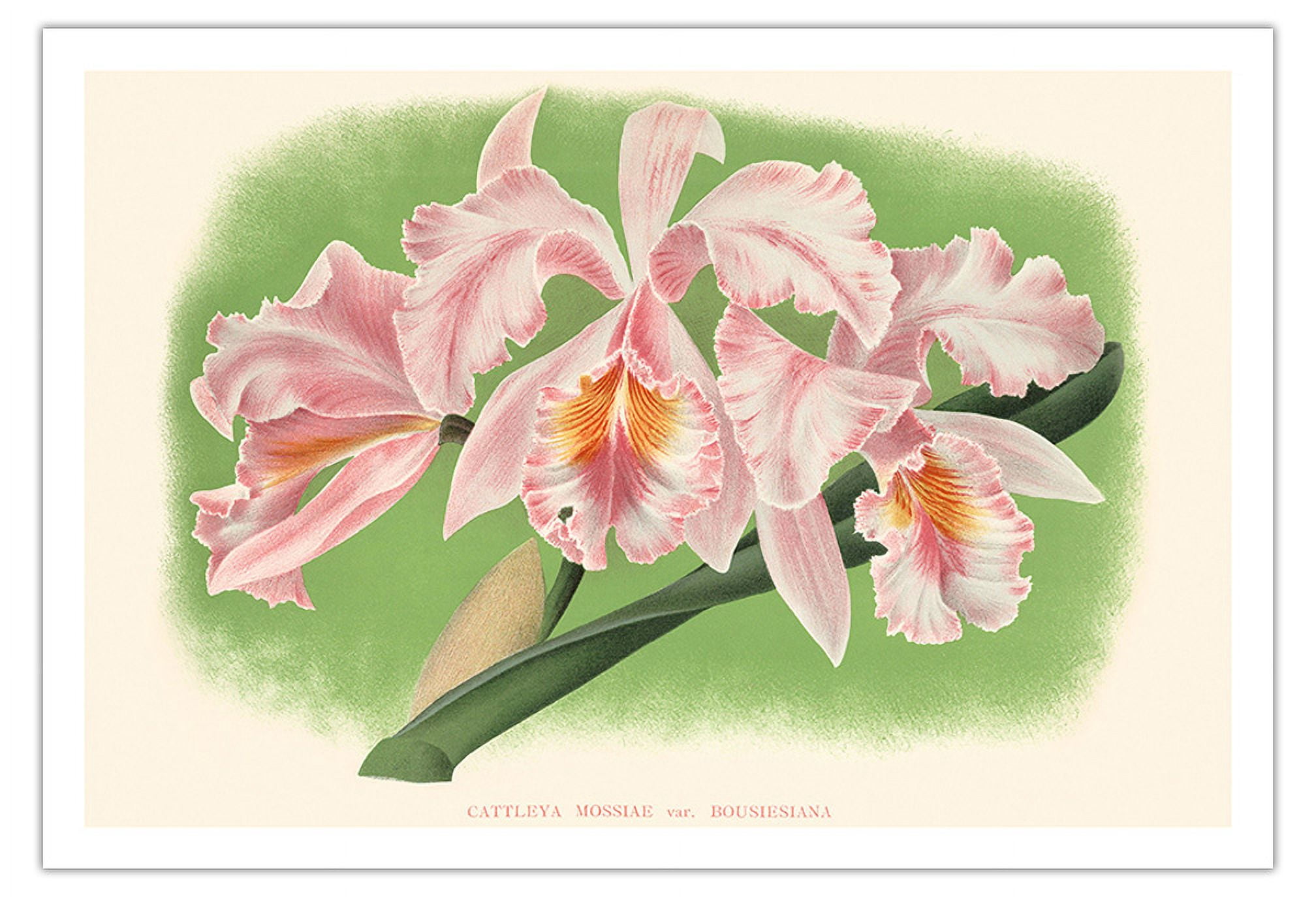 Cattleya Orchid - Cattleya Mossiae var. Bousiesiana - Vintage Botanical ...