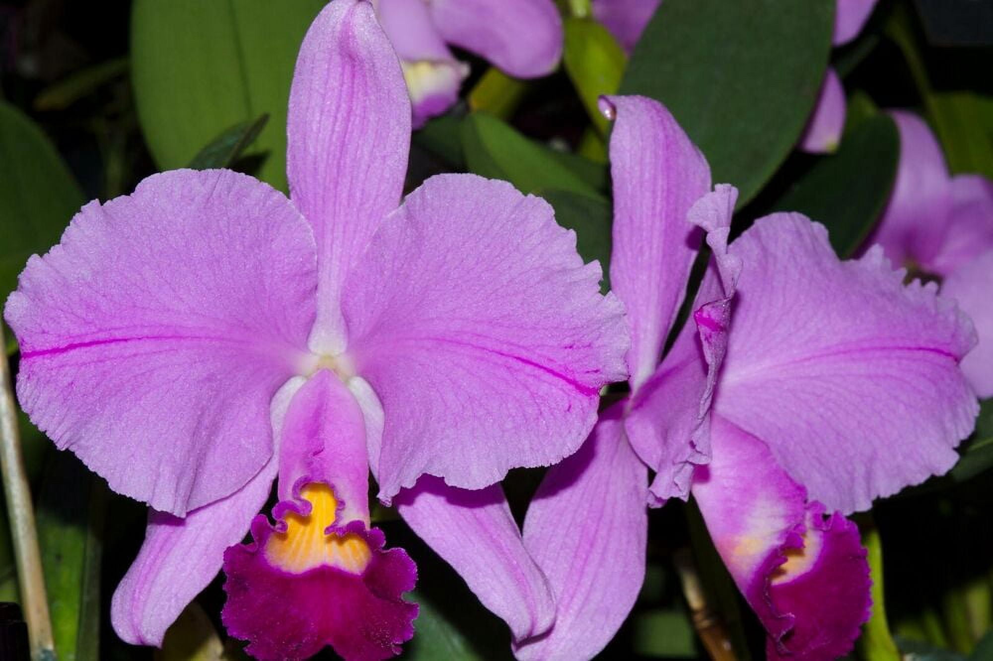 Cattleya trianae #5, FCC/AOS parent - Walmart.com