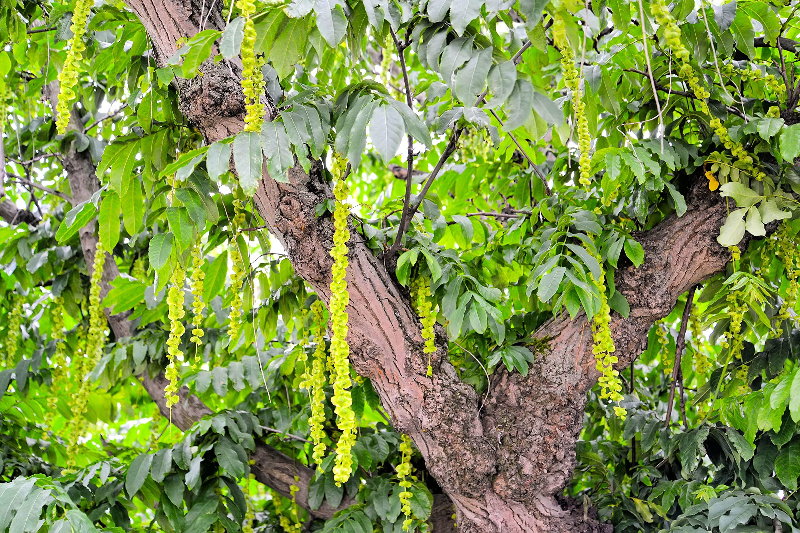 Caucasian Wingnut Tree Seeds for Planting (10 Seeds) - Pterocarya ...