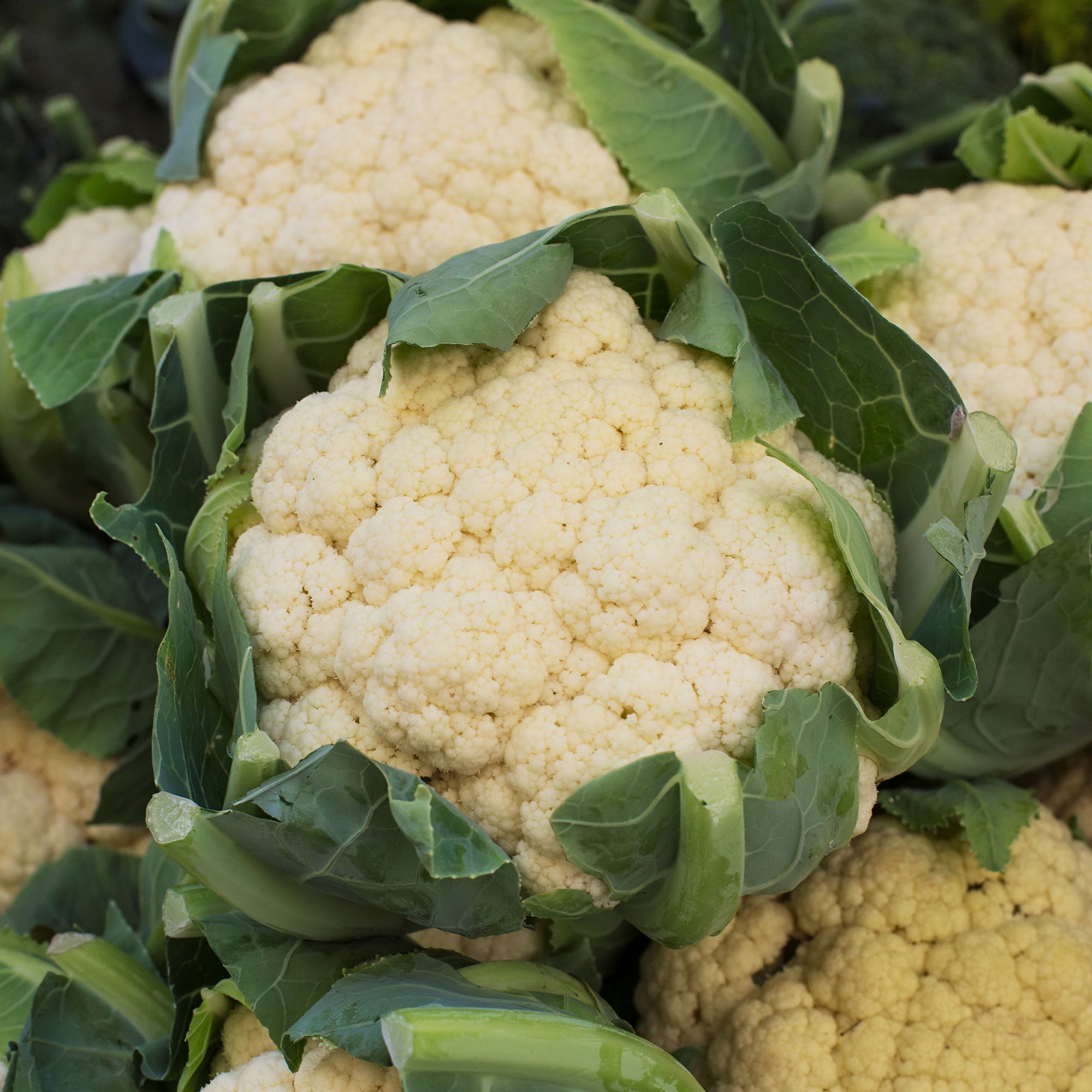 Cauliflower Seeds - All Year Round - 1 Lb ~144,000 Seeds - Brassica ...