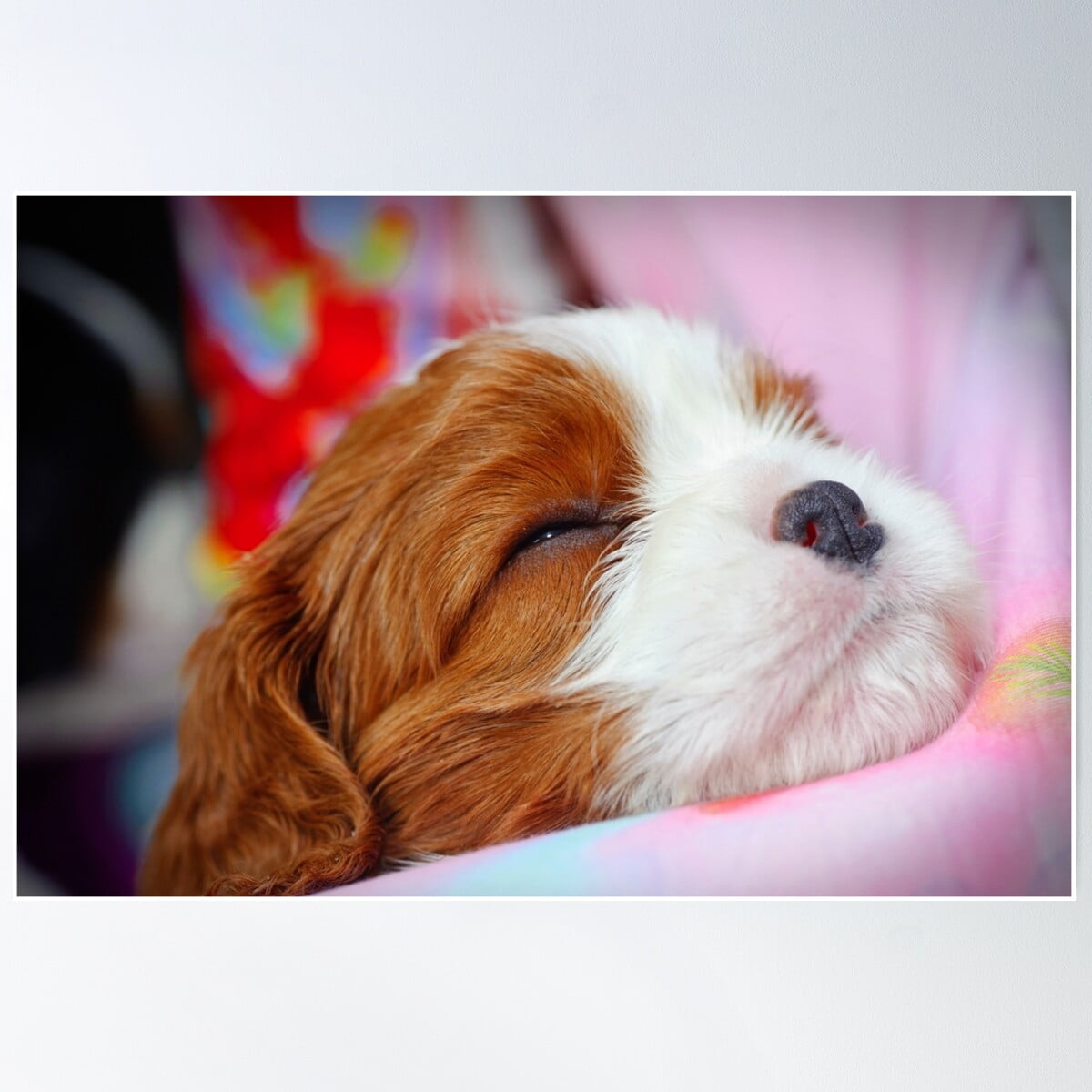 Cavalier King Charles Spaniel Puppy Poster Wall Art, Modern Wall Decor ...