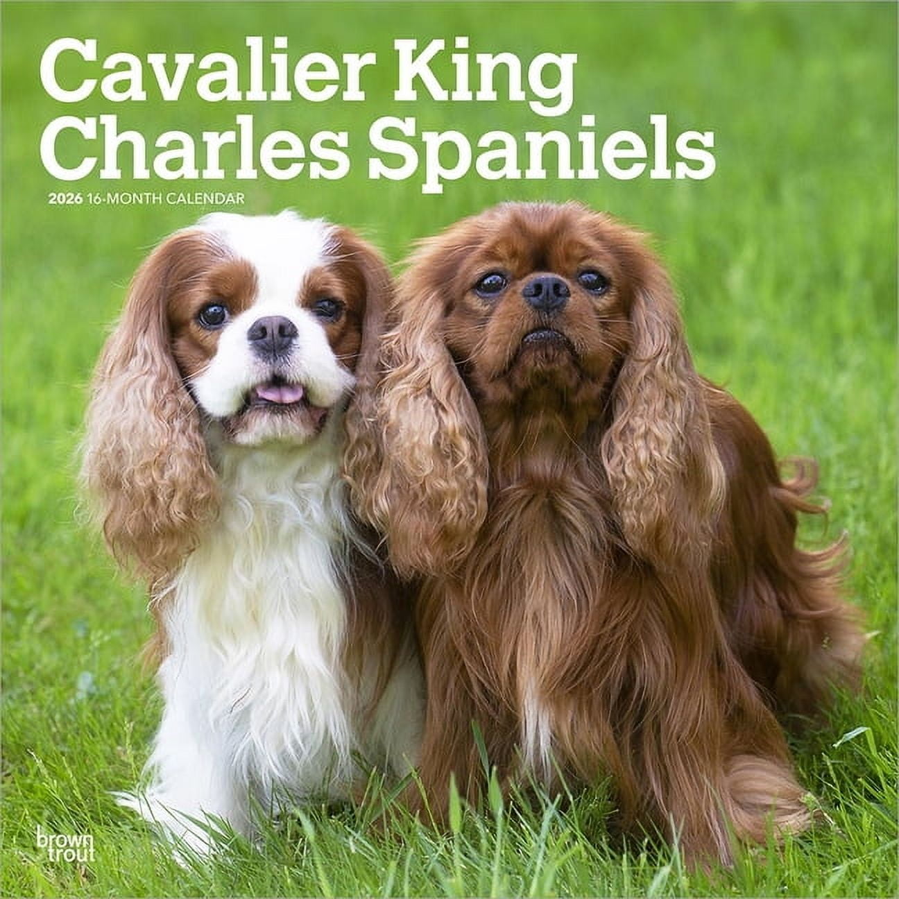 Cavalier King Charles Spaniels 2026 12 X 24 Inch (Hanging) Monthly ...