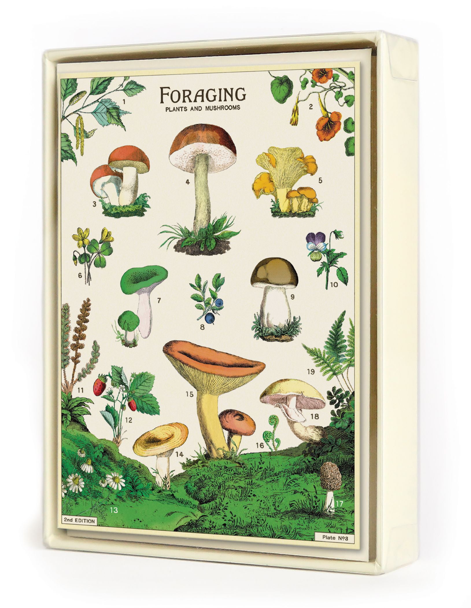 Cavallini Foraging Boxed Note Cards - Set of 8 - Walmart.com
