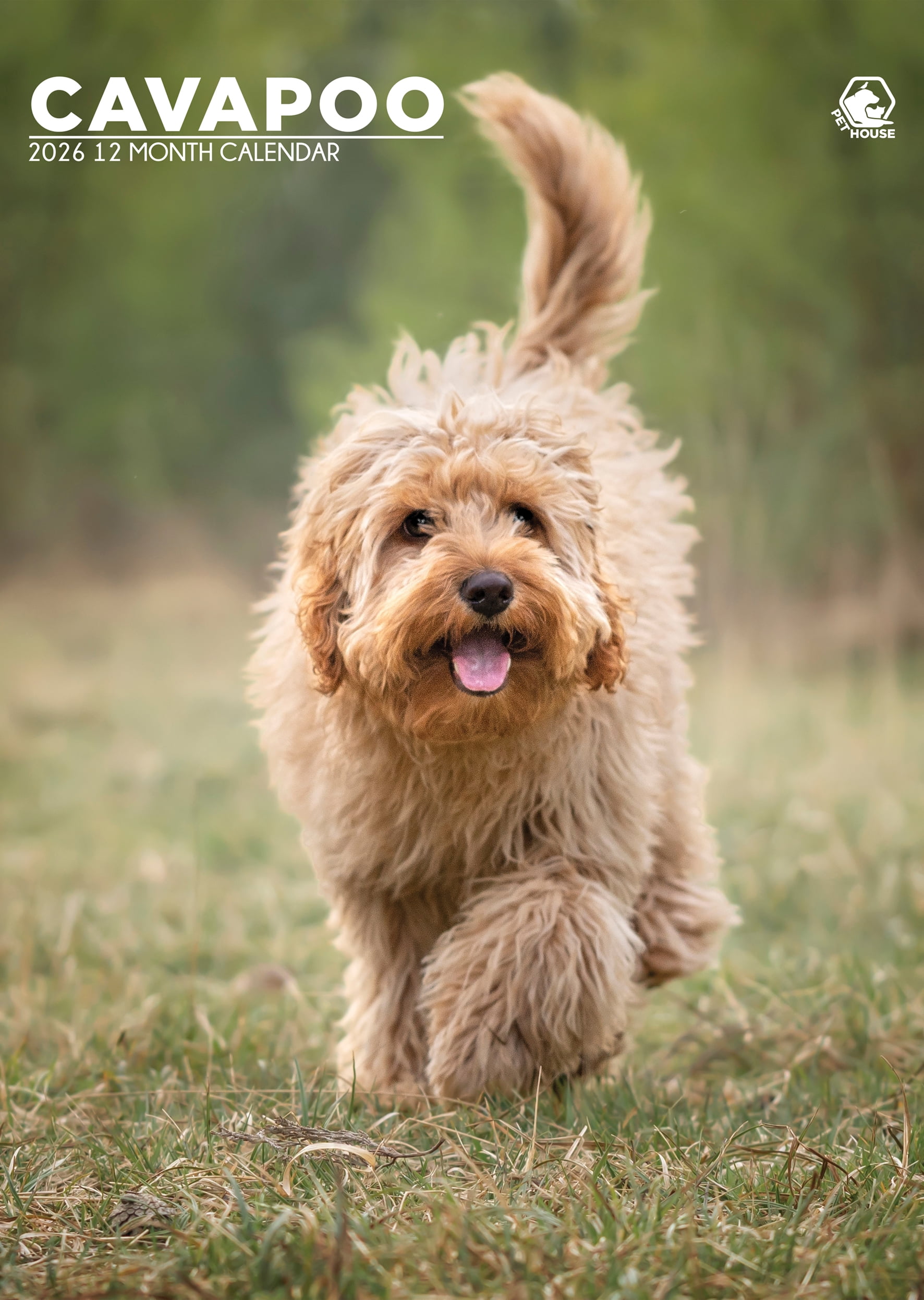 Cavapoo Calendar 2026 – A Year of Fluffy Charm and Playful Personality ...