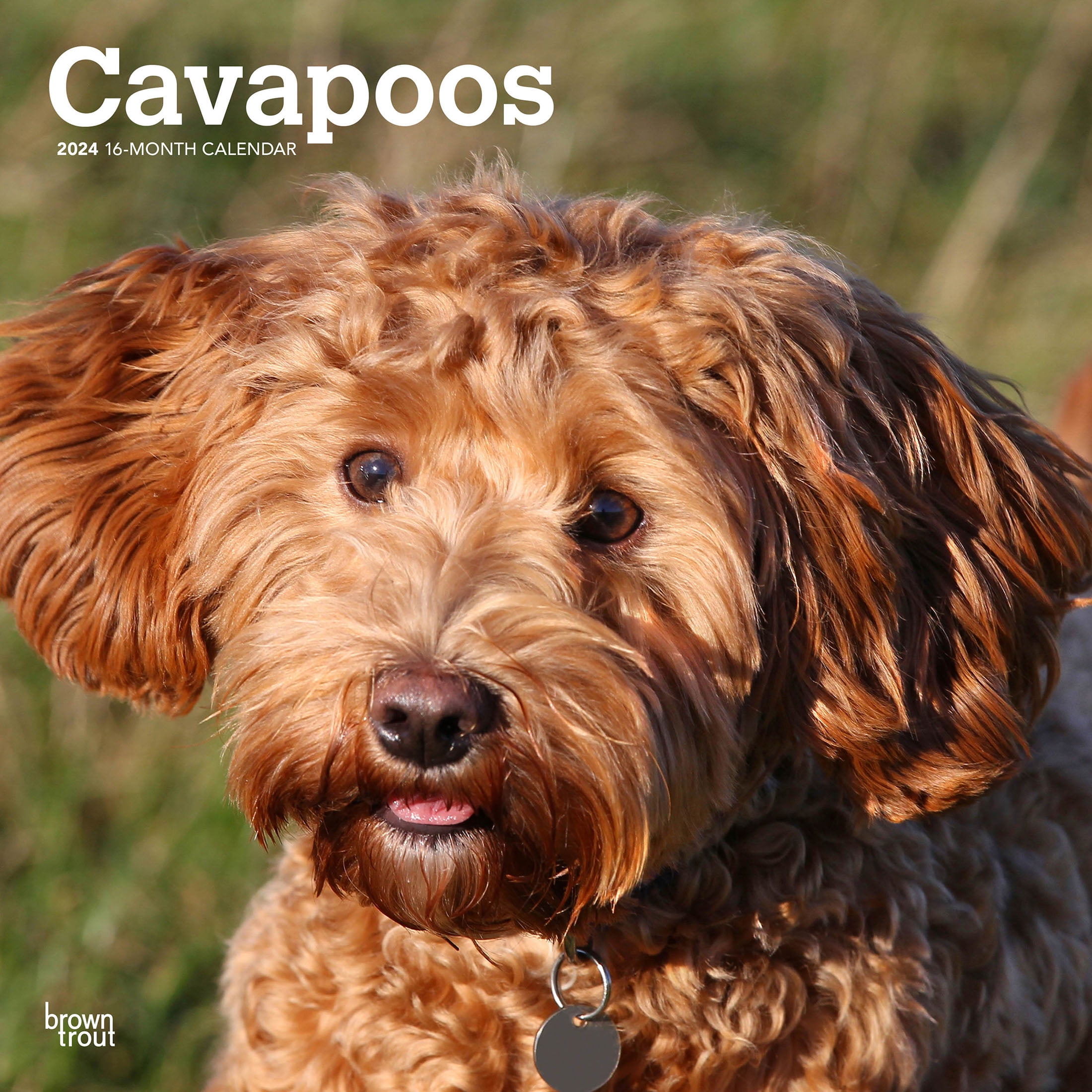 Cavapoos | 2024 12x24" (Hanging) Square Monthly Wall Calendar ...