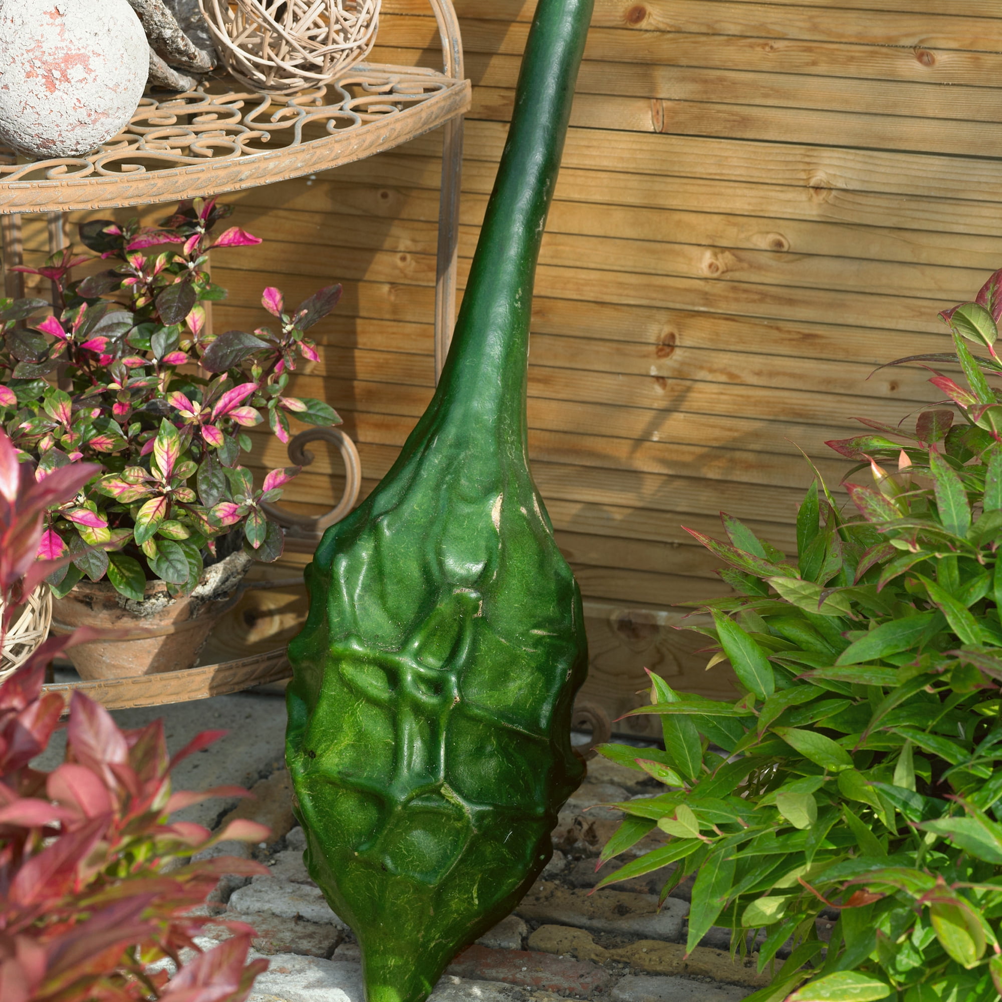 Caveman’s Club Gourd 25 Lb ~54,000 Seeds – Maranka Heirloom Variety ...