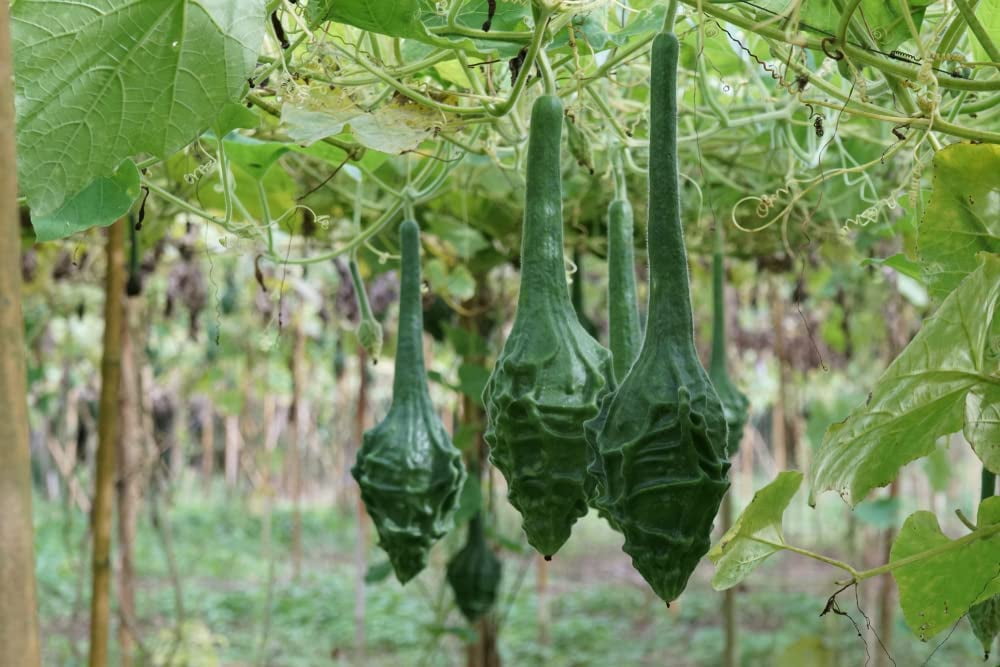 Caveman's Club Gourd Seeds for Planting - 20 Seeds - Big Club Shaped ...