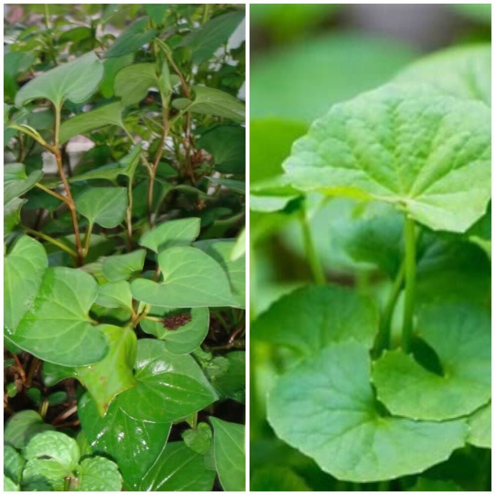 Cay Diep Ca x10 Rau Ram x5 -Centella+Fish Mint Plants w/Roots, Combo ...