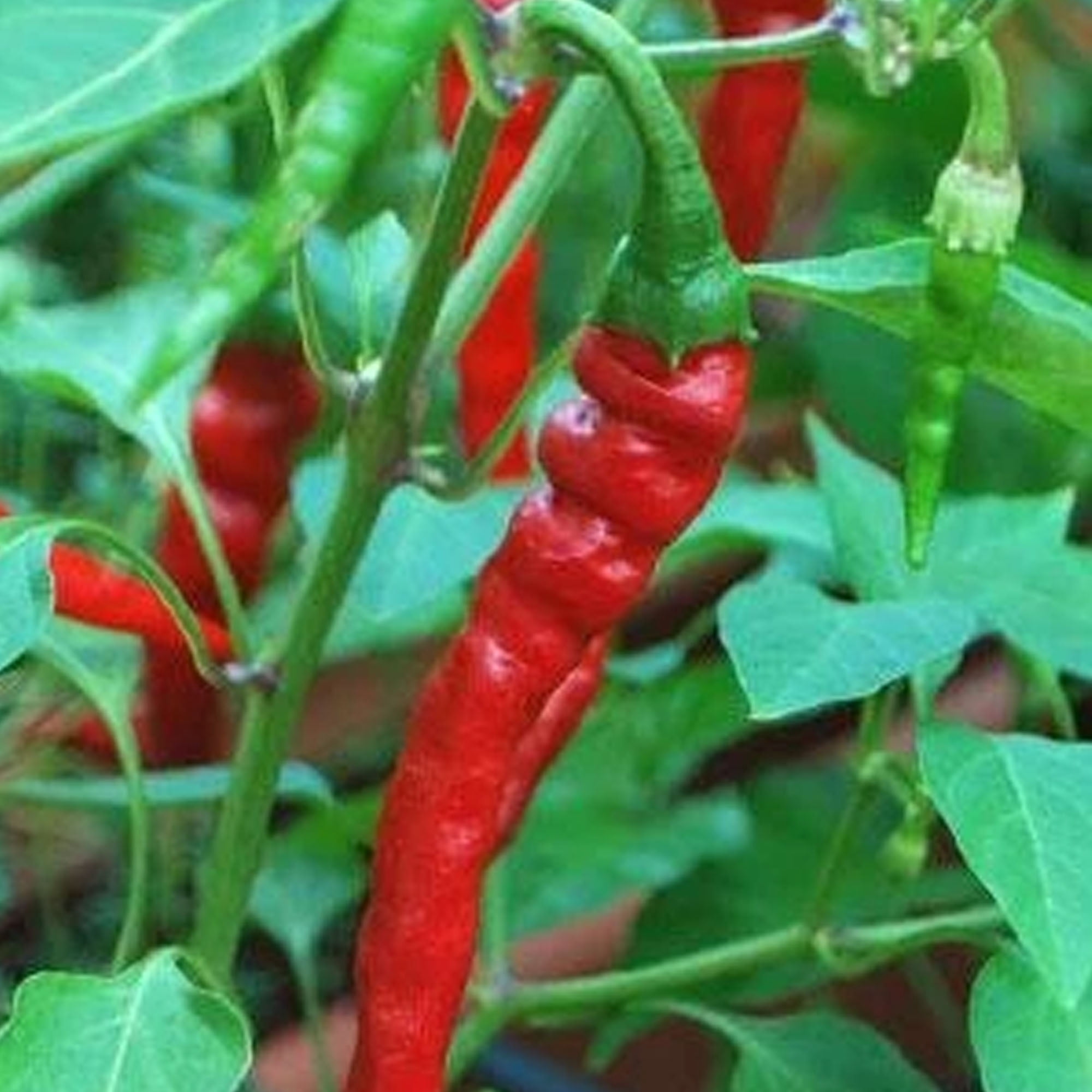 Organic Cayenne Long Red Thin Pepper - 1 OZ Bulk ~3,360 Seeds - Organic ...