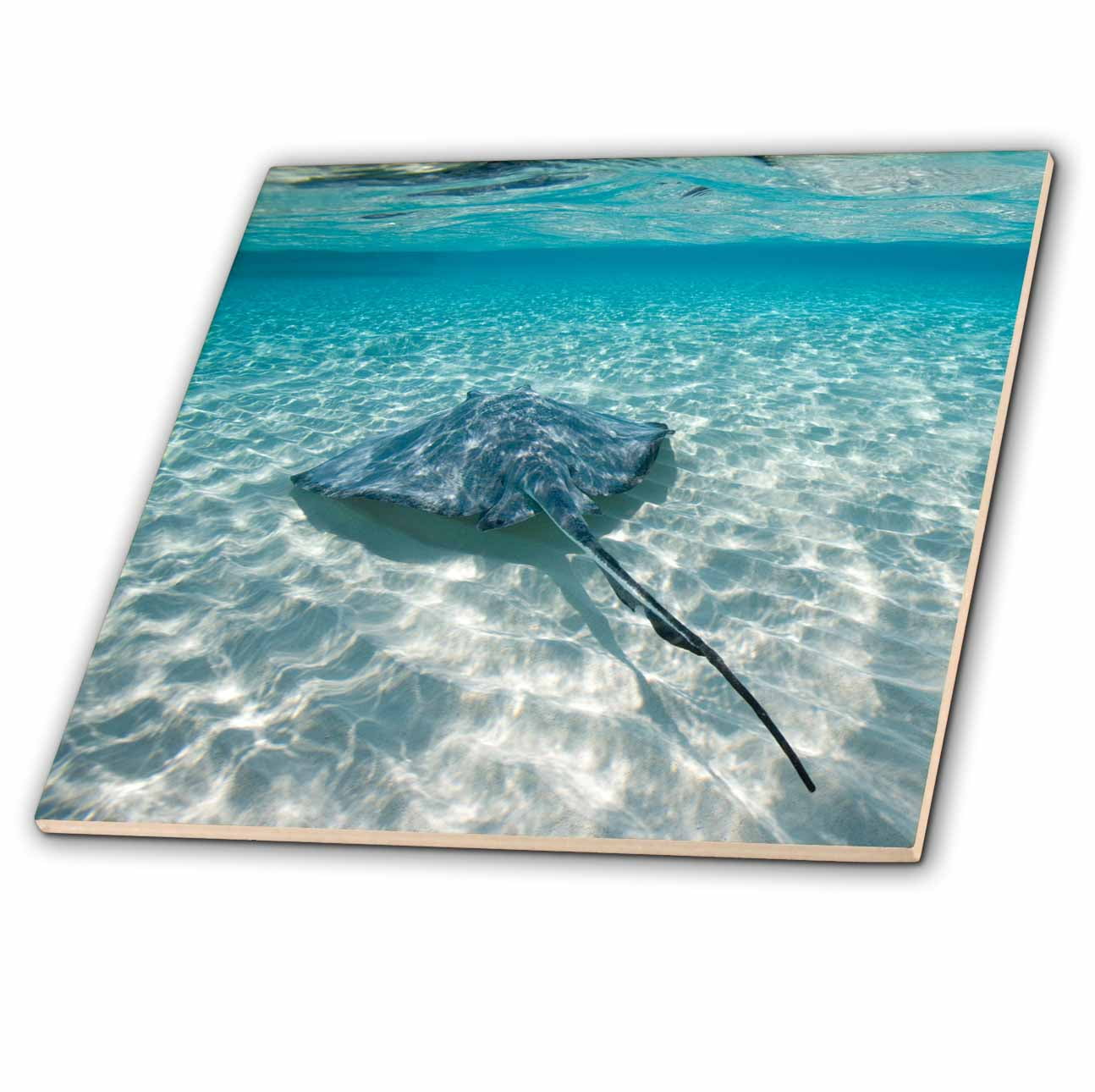 3dRose, Cayman Islands, Southern Stingray in Caribbean Sea-CA42 PSO0046 ...