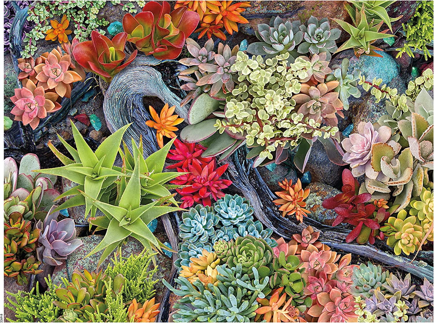 Ceaco 300 Piece Colorful Interlocking Jigsaw Puzzle Succulents Desert ...
