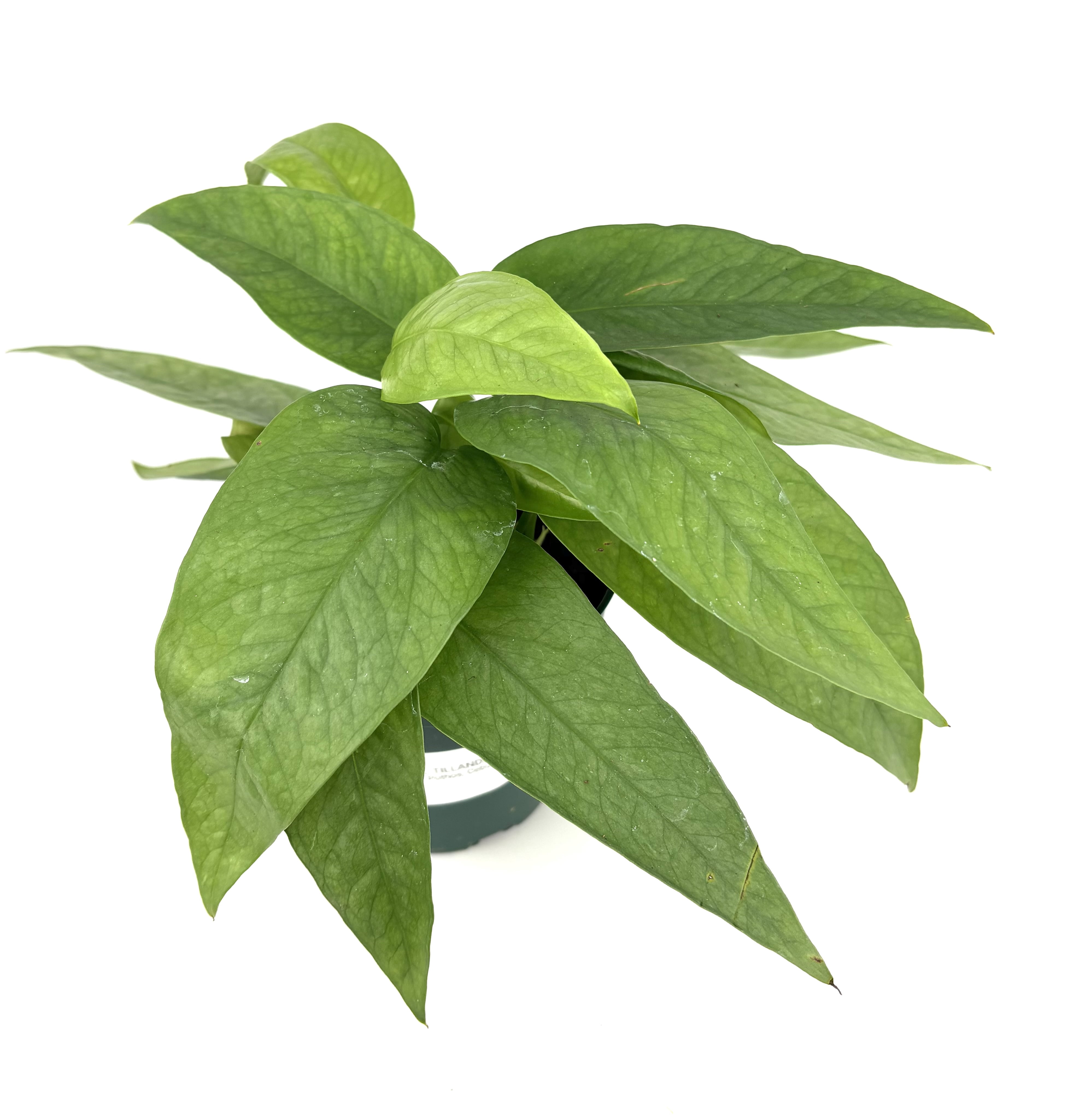 Cebu Blue Pothos, Easy Air Purifying Houseplant, 4" Pot - Walmart.com