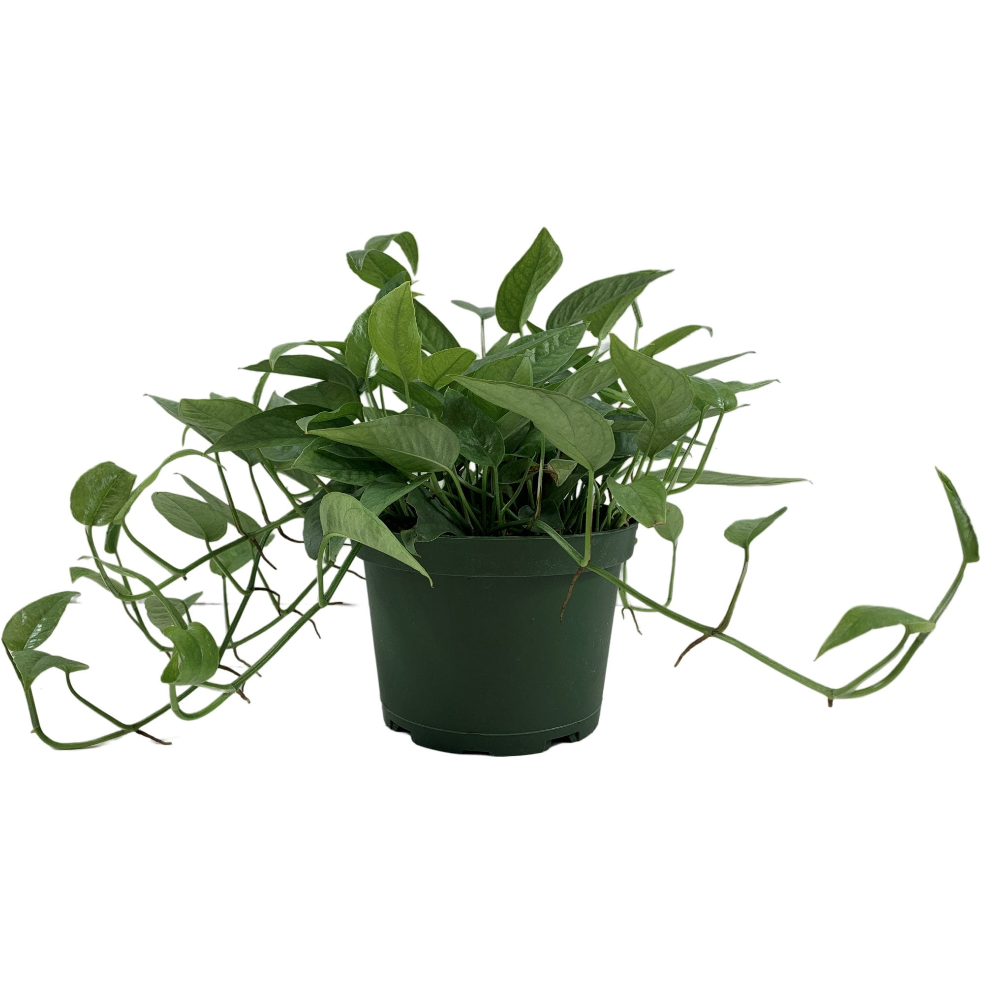 Cebu Blue Pothos Epipremnum Pinnatum 4" Grower Pot - Walmart.com