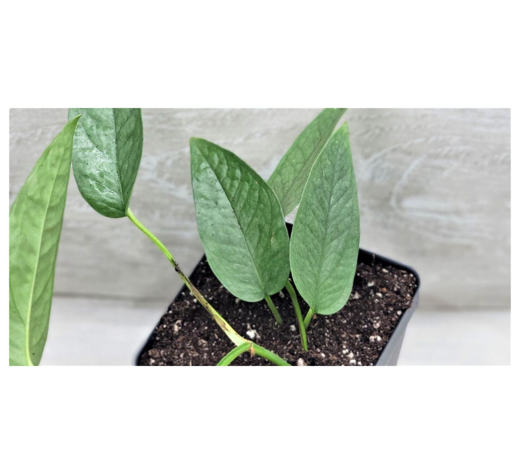 Cebu Blue Pothos, Rare Epipremnum Pinnatum live houseplant in 4" pot ...