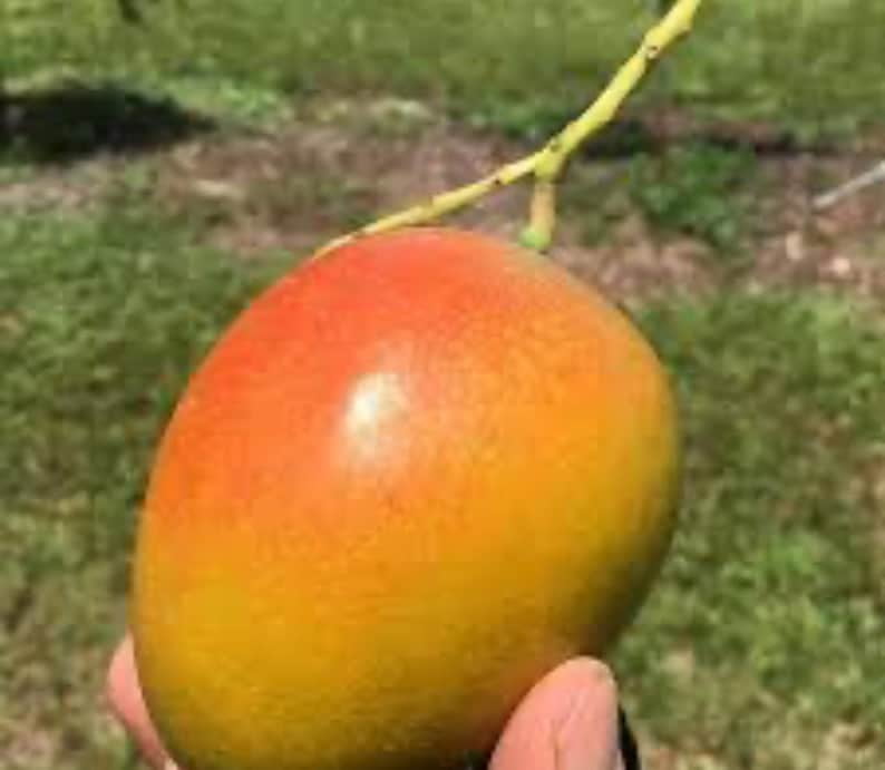 Cecilove Mango TREE GRAFTED (2-4 Feet Tall). Ship to all states ...