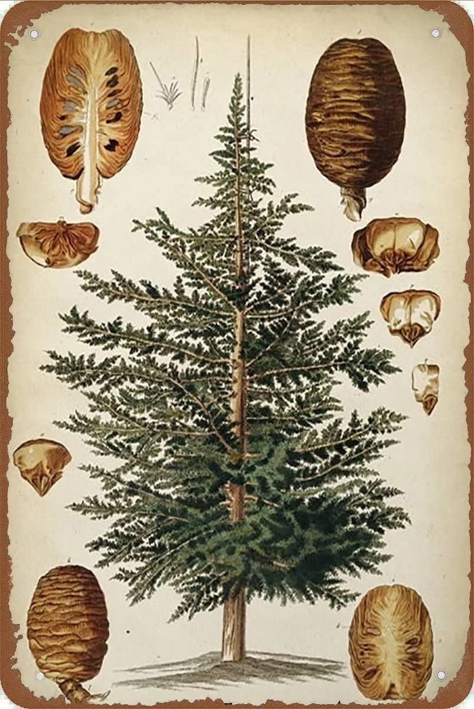 Cedar Tree Poster Cedar Scientific Research Tree Art Biology Forest ...