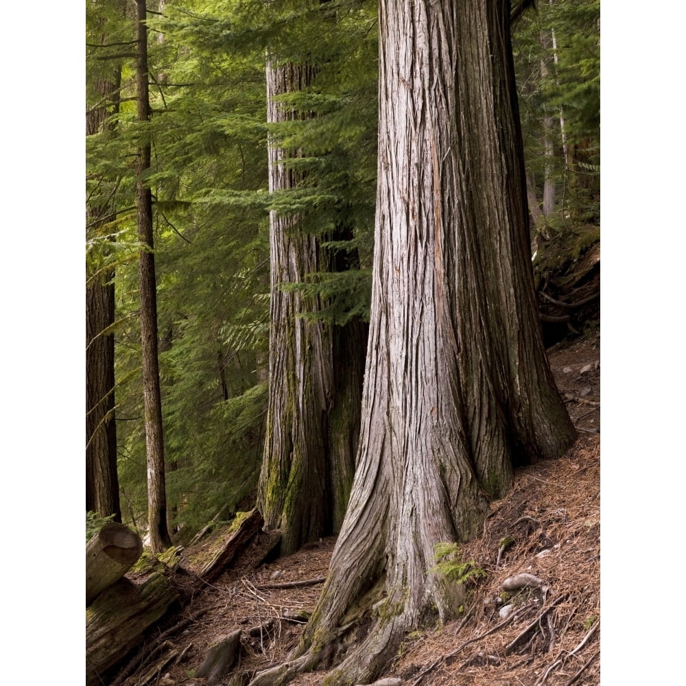 Cedar Trees Whistler British Columbia Poster Print - Walmart.com