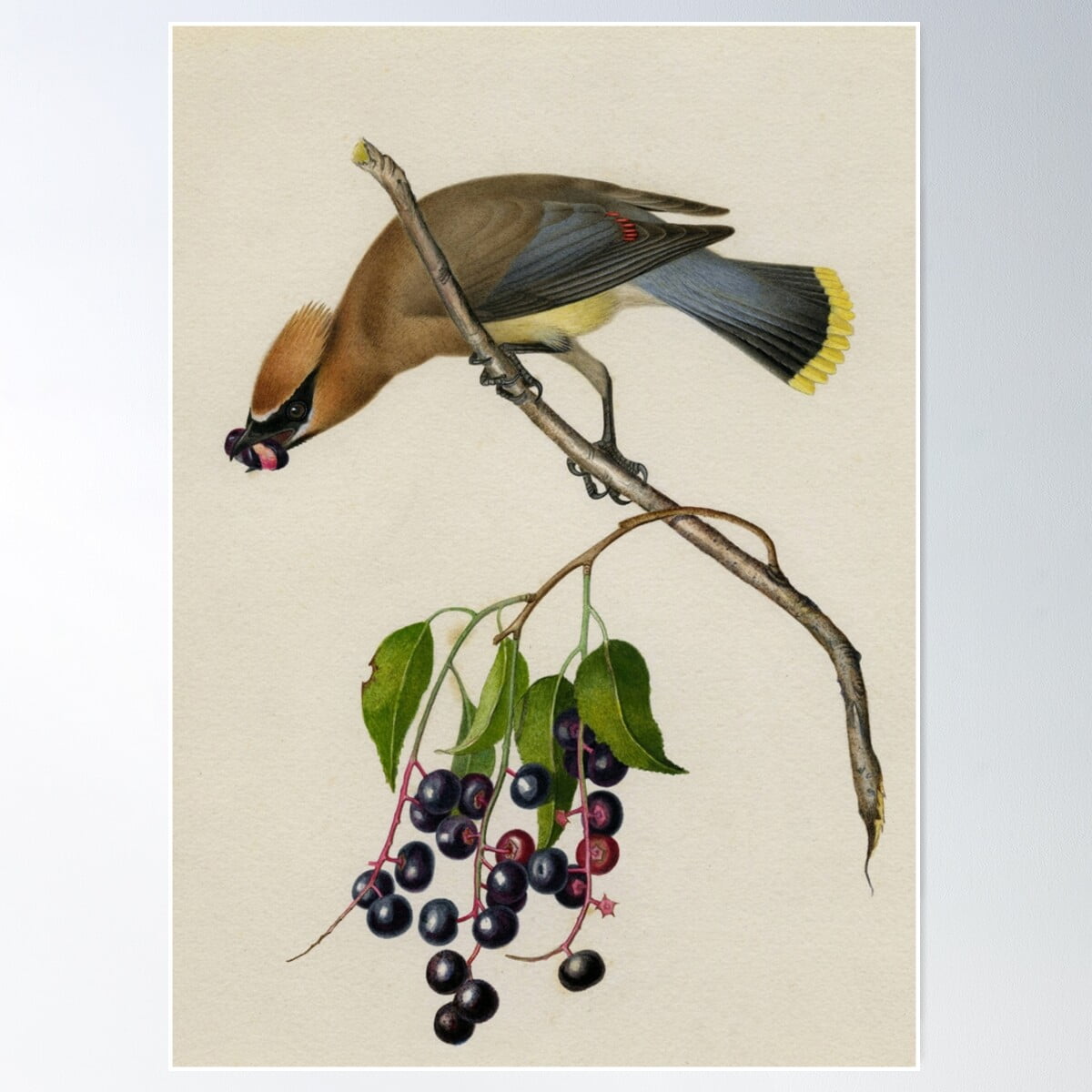 Cedar Waxwing | Vintage 1800S Watercolor Bird Botanical Illustration ...