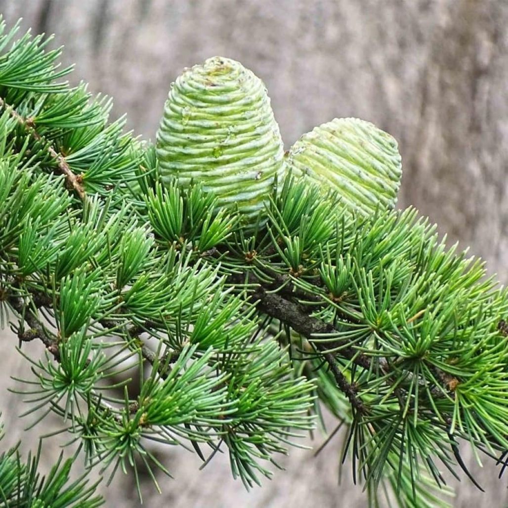Cedrus deodara (Deodar Cedar) Tree Seeds, Evergreen, Attractive Foliage ...