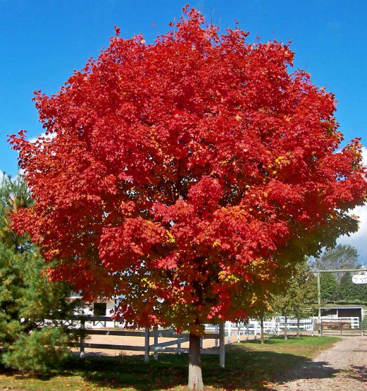 Celebration Maple Tree Live for Planting, Shade Tree Seedlings, Cold ...