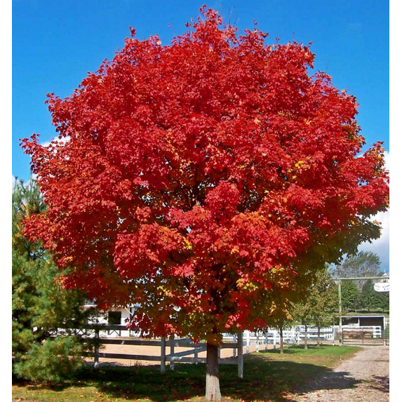 Celebration Maple Tree Live for Planting, Shade Tree Seedlings, Cold ...