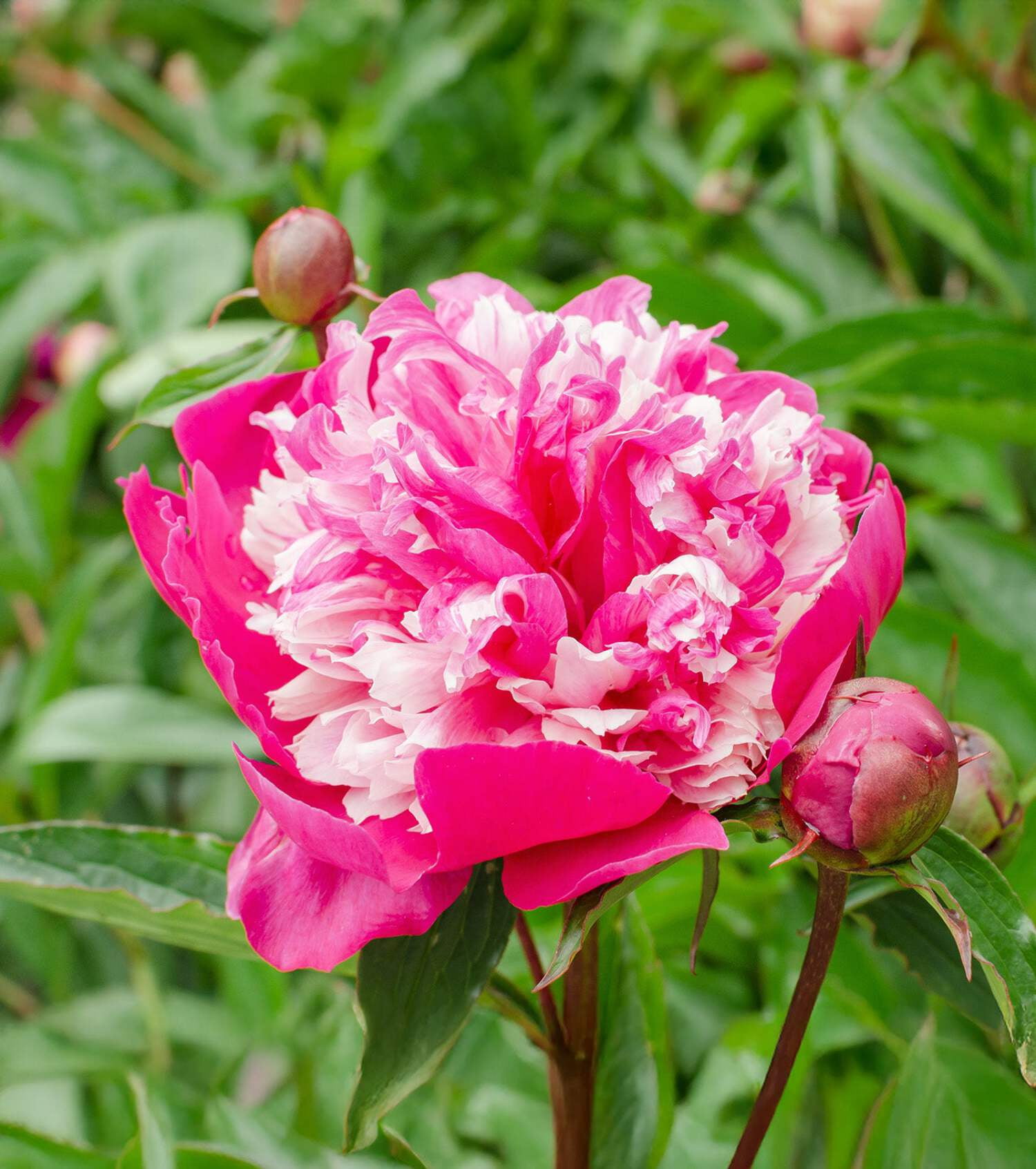 Celebrity Peony - 1 root division - Walmart.com