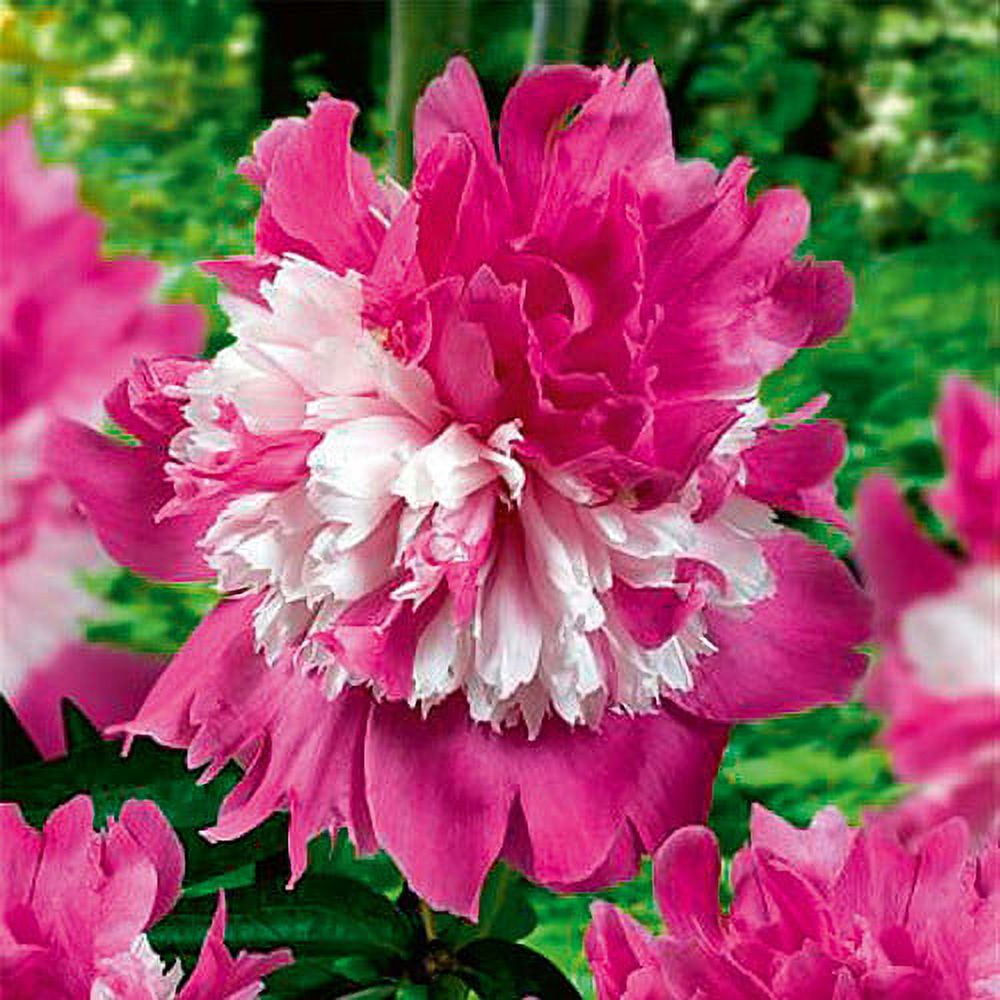 Celebrity Peony - Heavy Fragrance - Raspberry Pink and Cream - 3-5 Eyes ...