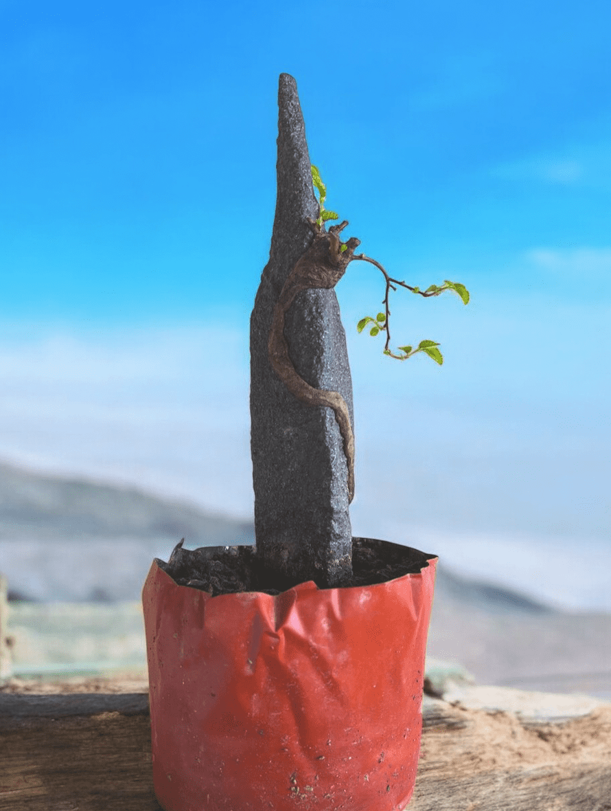 Celectigo Elm Bonsai with Rock Formation(10-15 inches) - Unique Natural ...