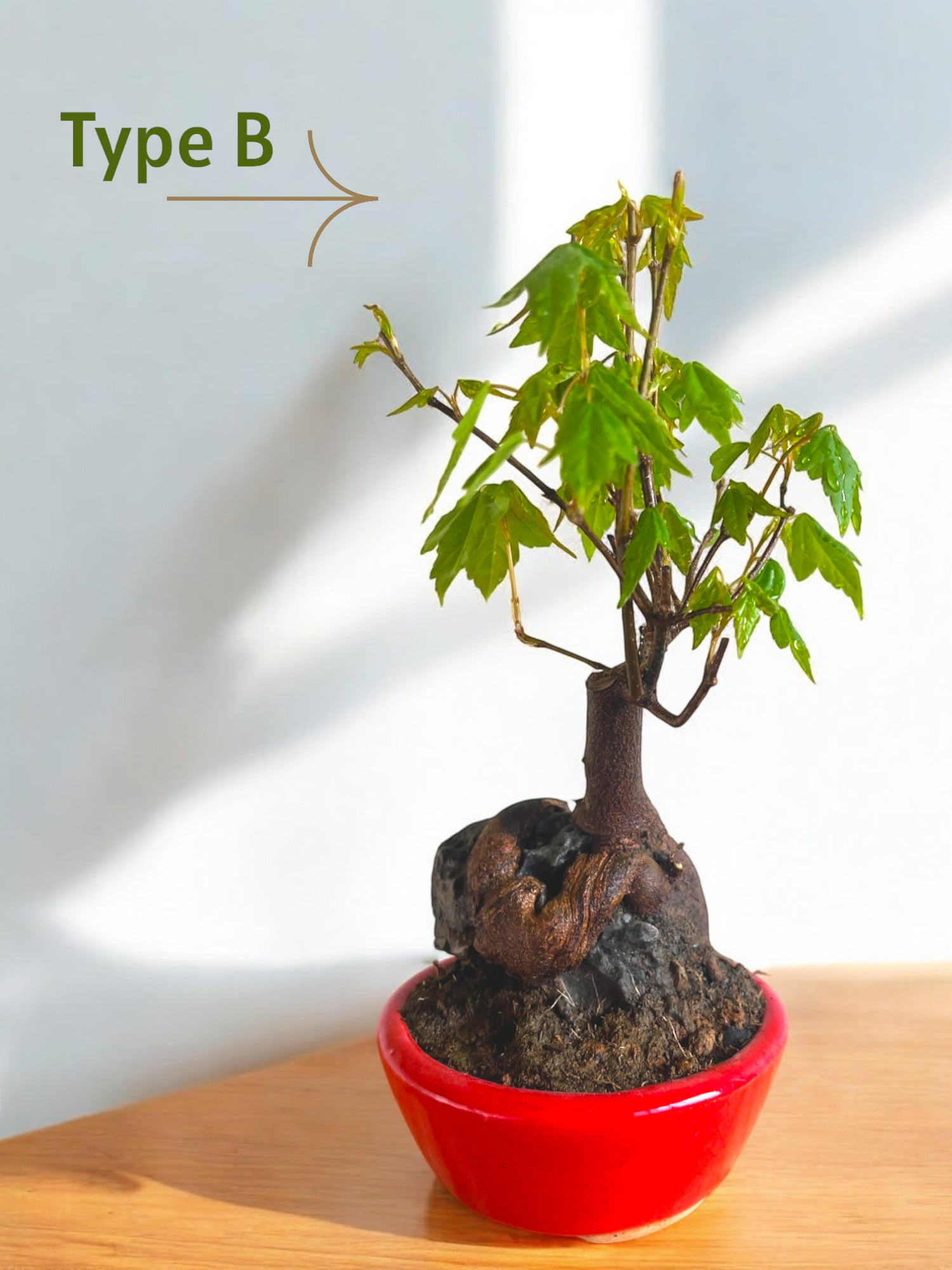 Celectigo Maple Bonsai with Wind-Carved Rock – Live Maple on Naturally ...