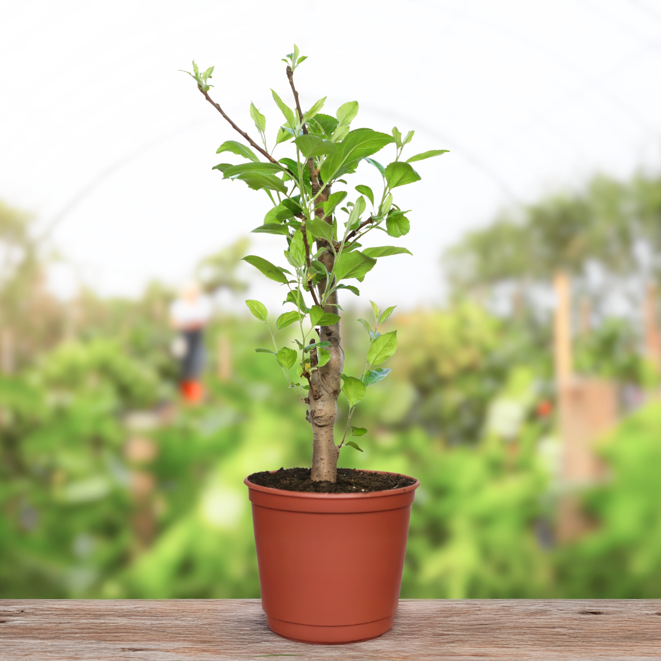 Celectigo Ruixue Apple Tree - Live 18-20 Inch Plant, Late-Maturity ...