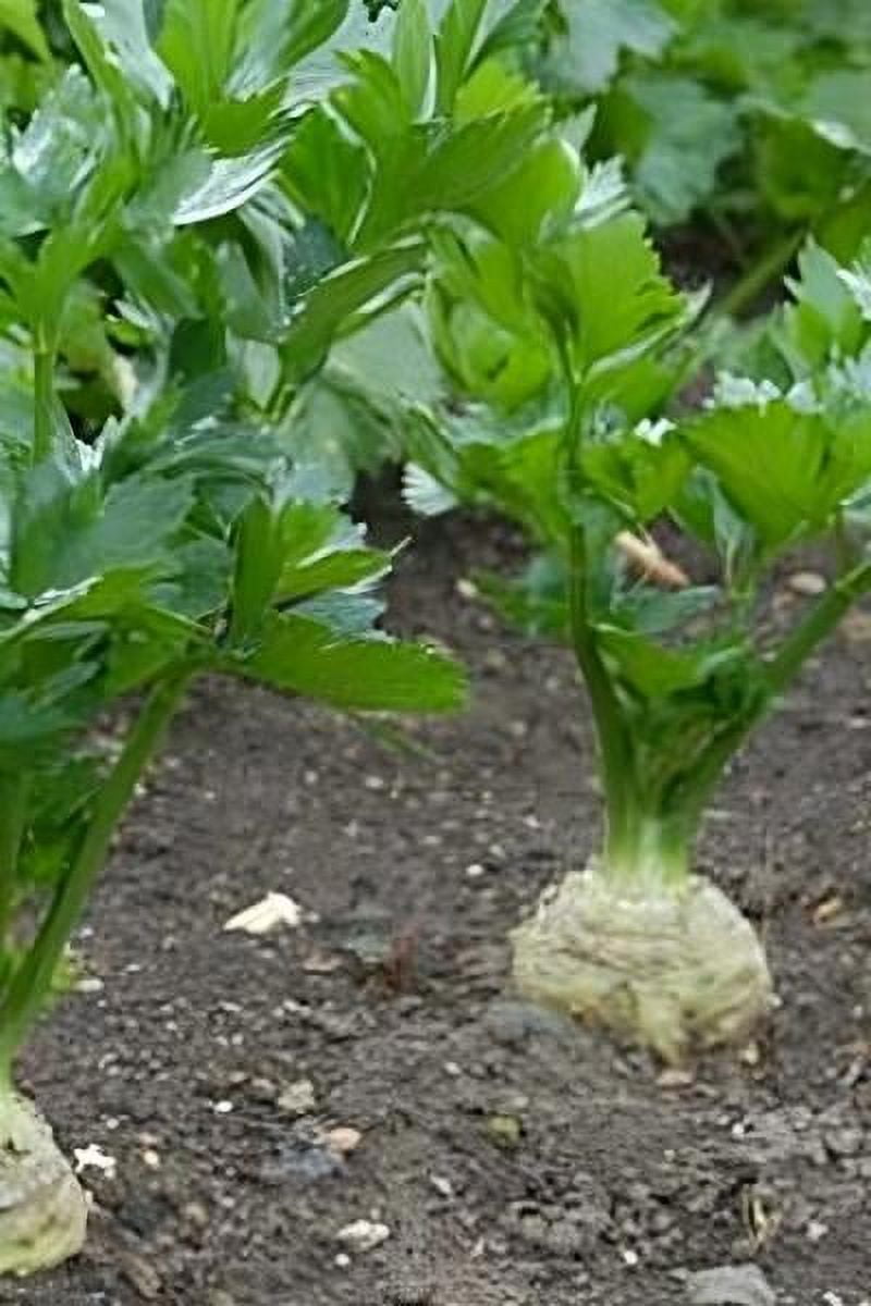 Celeriac Giant Prague Great Heirloom Vegetable 4,000 Seeds - Walmart.com