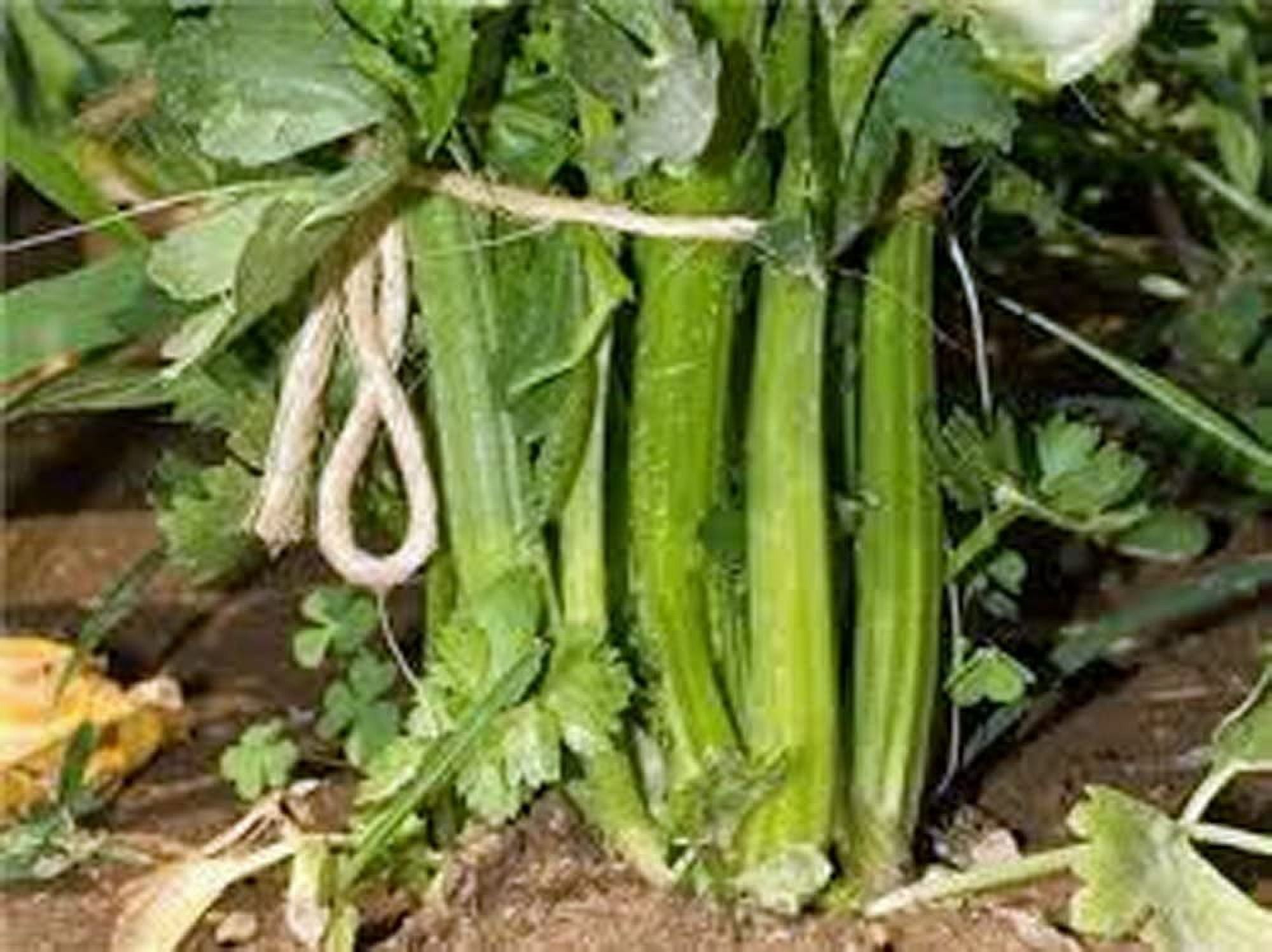 Celery Seed, Tendercrisp, 500 Seeds, Heirloom, Non GMO, Tender Crisp ...